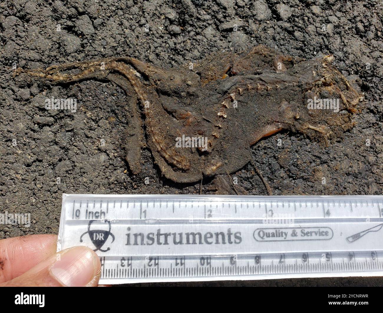 Pacific Newts (Taricha) Amphibia Stock Photo - Alamy