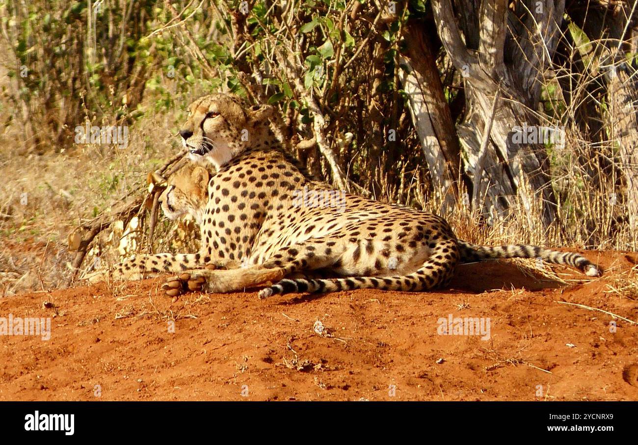 Southern and Eastern African Cheetah (Acinonyx jubatus jubatus ...