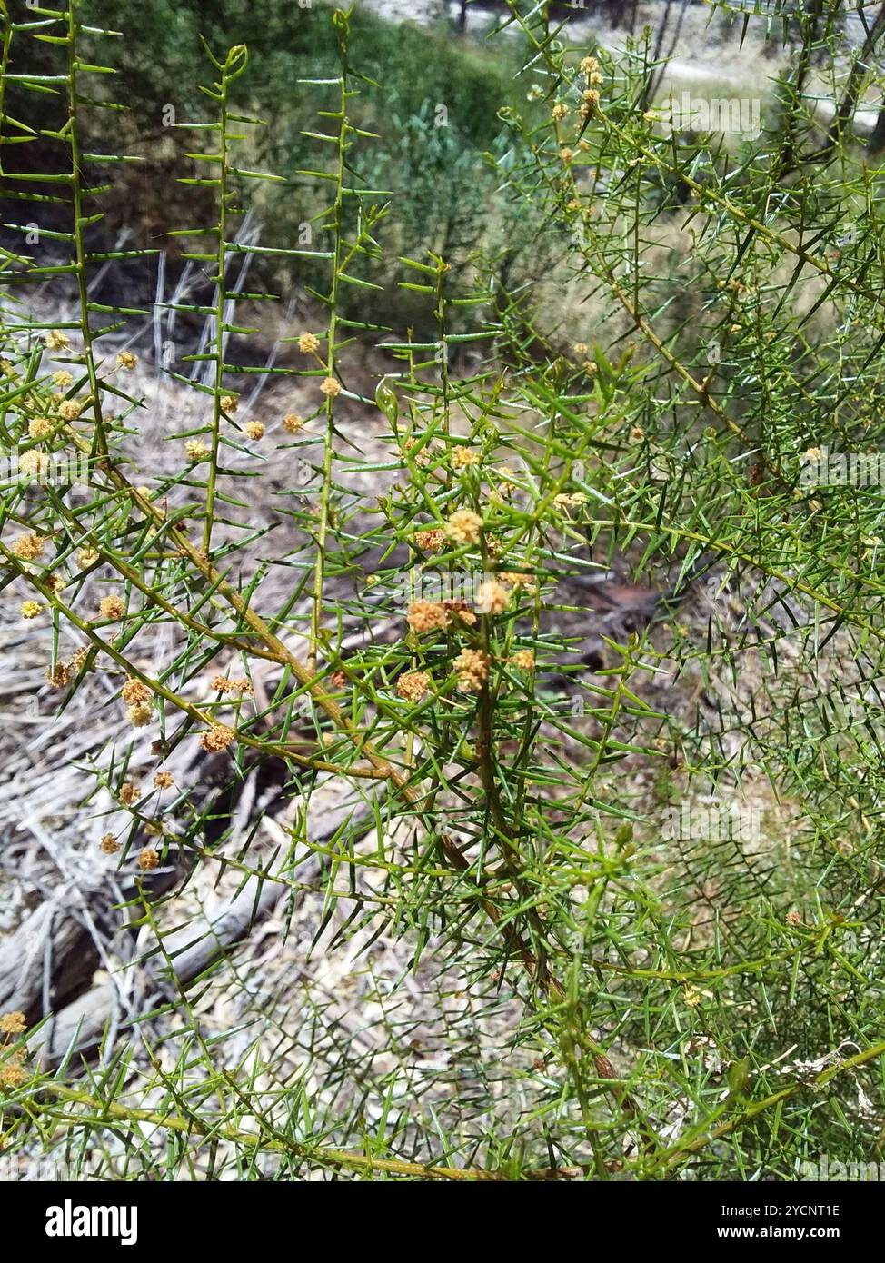 rock wattle (Acacia rupicola) Plantae Stock Photo - Alamy