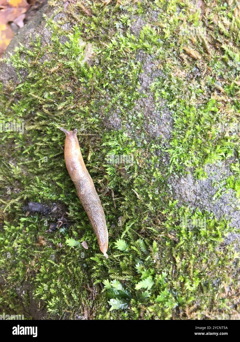 Western Dusky Slug (Arion subfuscus) Mollusca Stock Photo - Alamy