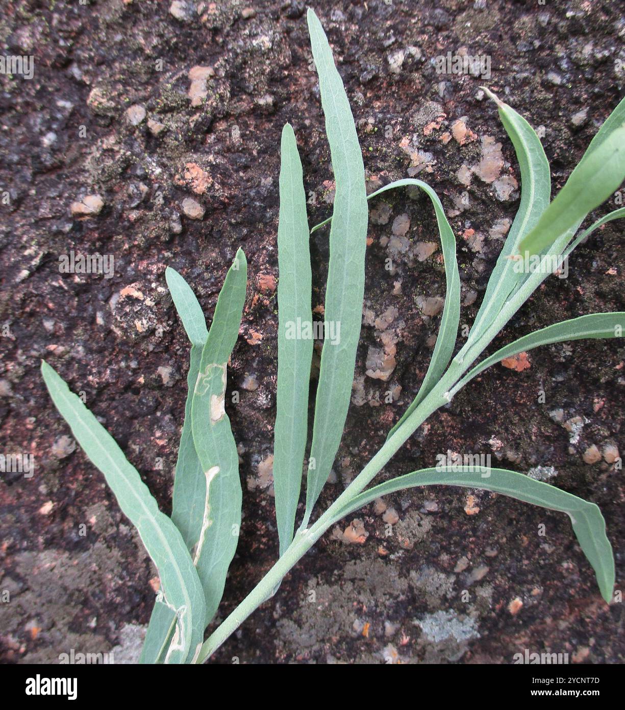 flowering plants (Angiospermae) Plantae Stock Photo - Alamy
