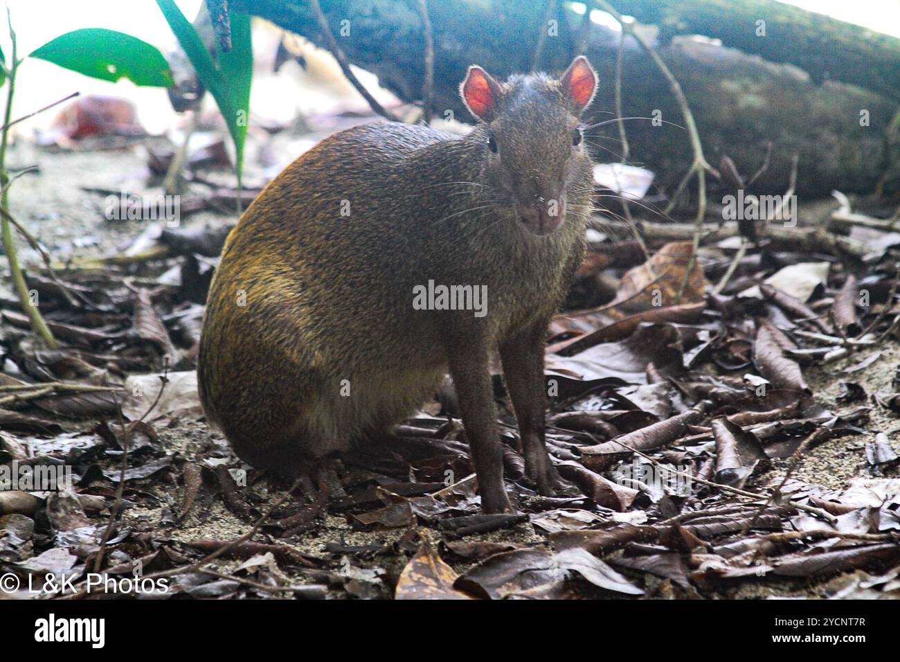 Central American Agouti (Dasyprocta punctata) Mammalia Stock Photo - Alamy