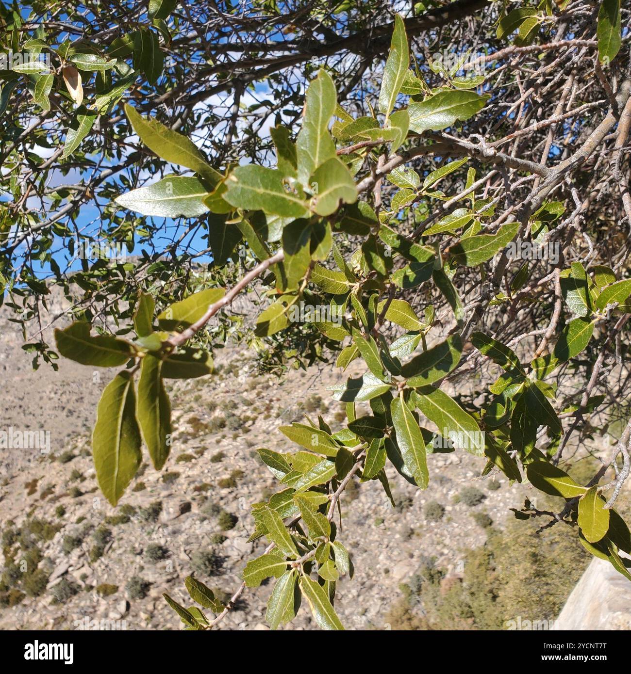 Emory oak (Quercus emoryi) Plantae Stock Photo - Alamy
