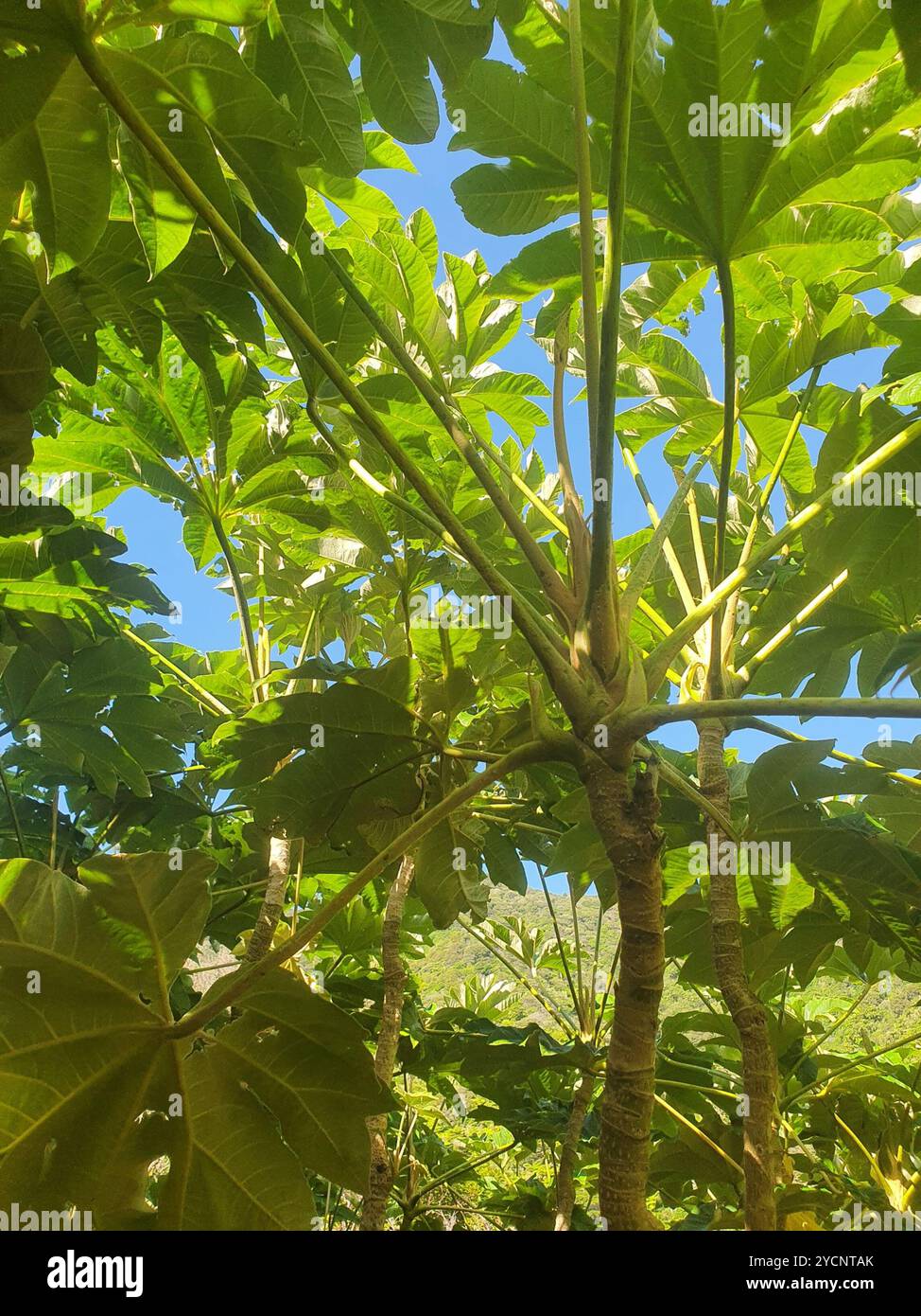 Rice paper plant (Tetrapanax papyrifer) Plantae Stock Photo - Alamy