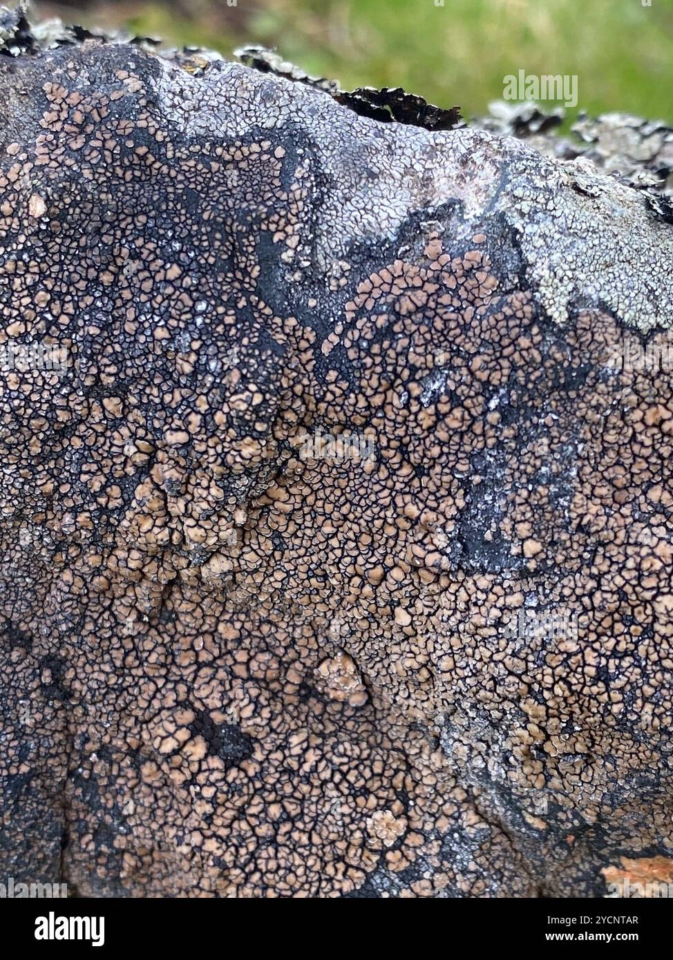 Tile Lichens (Lecidea) Fungi Stock Photo - Alamy