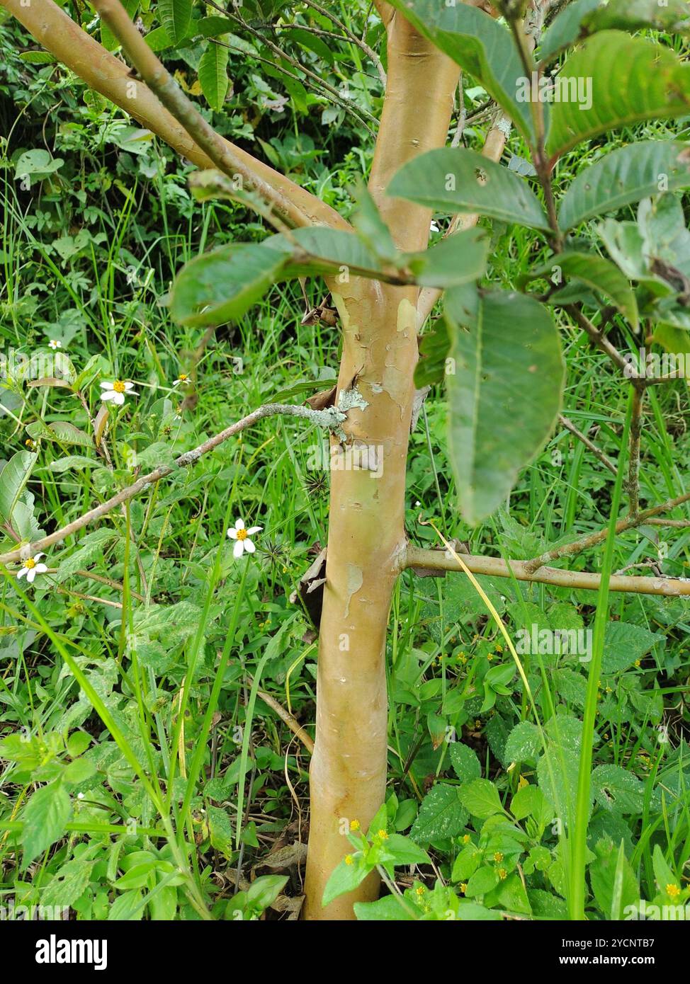 Common guava (Psidium guajava) Plantae Stock Photo - Alamy