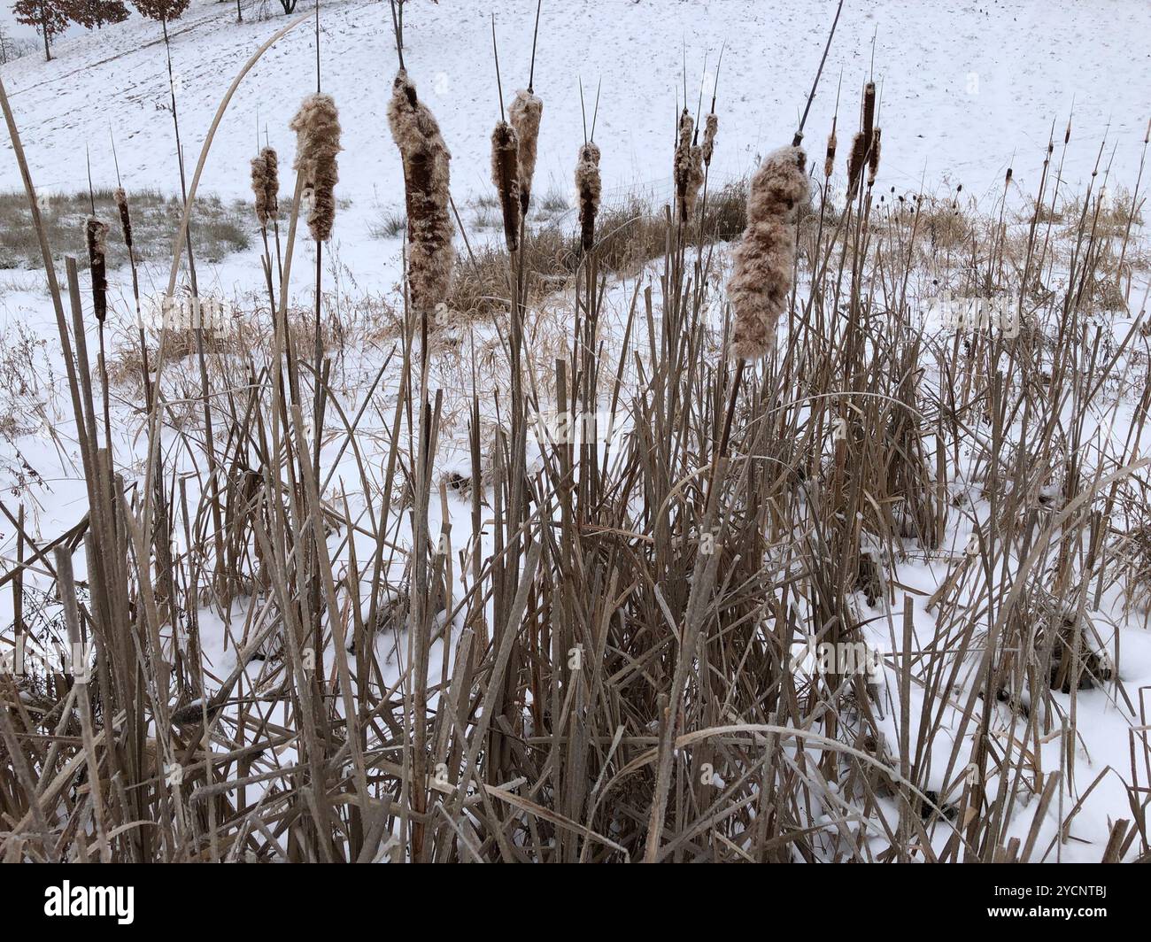 Cattails (Typha) Plantae Stock Photo - Alamy