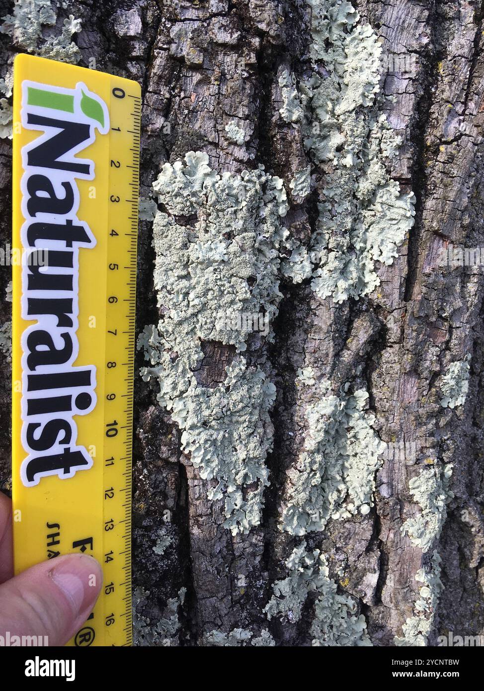 typical shield lichens (Parmelioideae) Fungi Stock Photo - Alamy