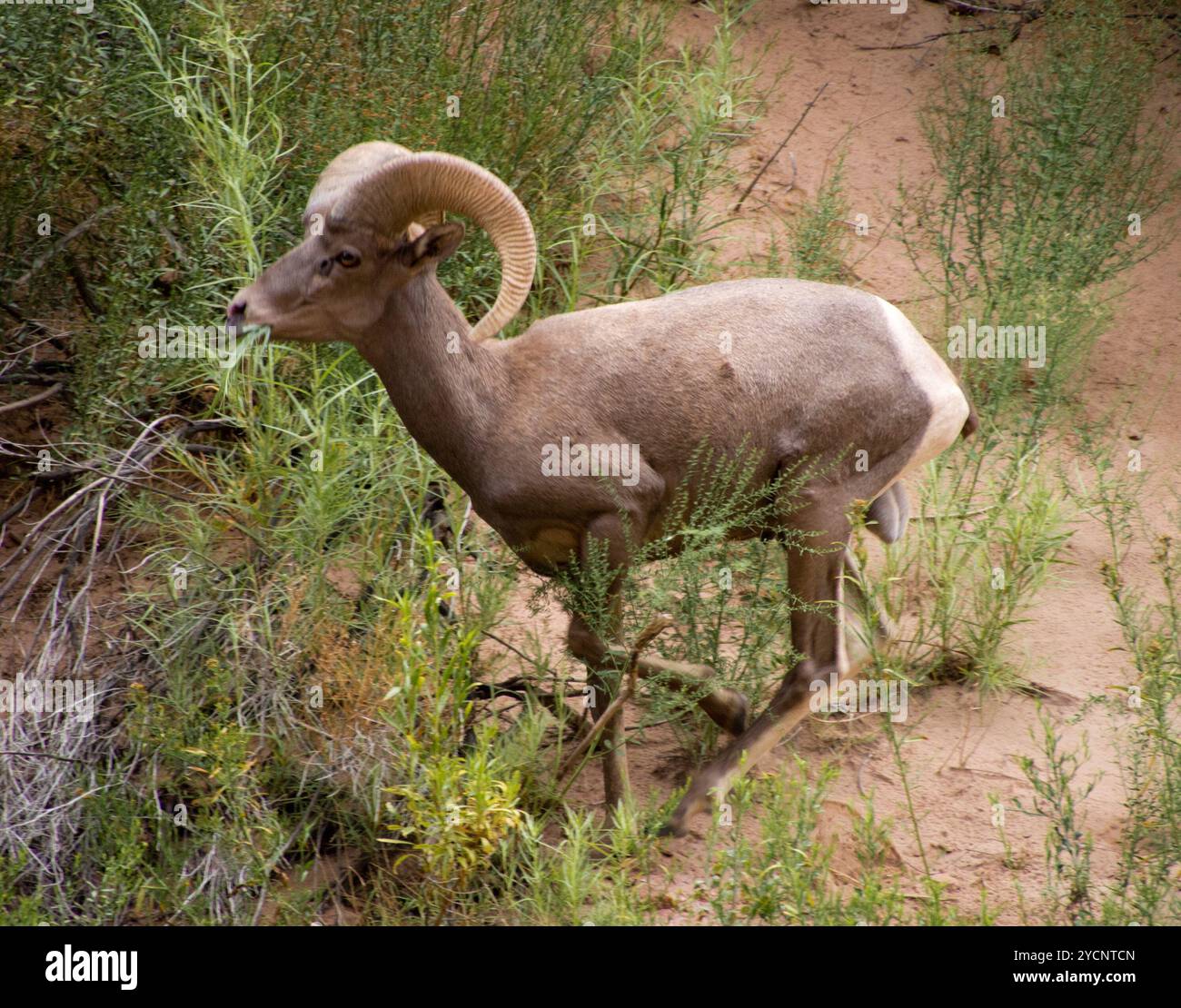 Desert Bighorn Sheep (Ovis canadensis nelsoni) Mammalia Stock Photo - Alamy