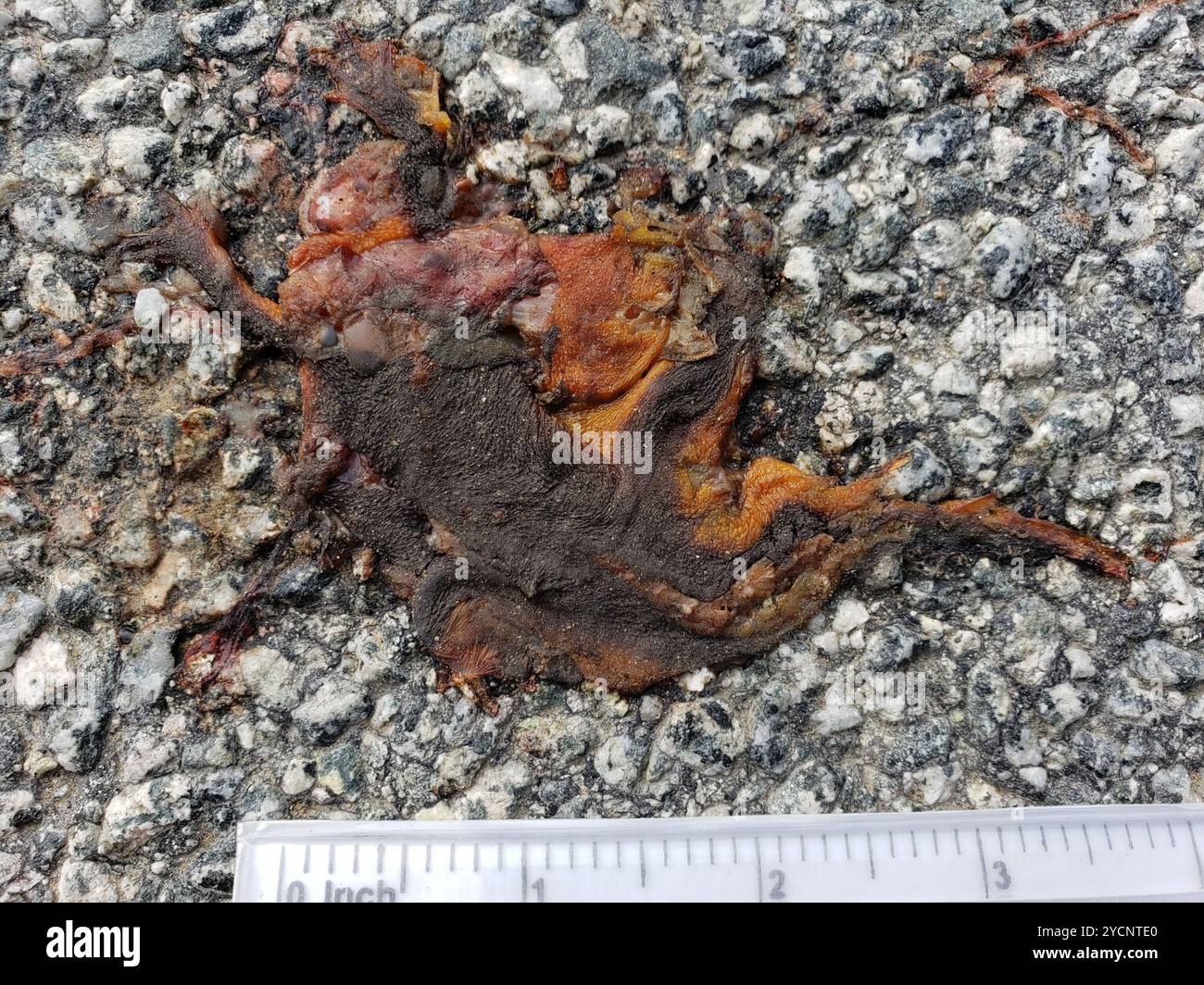 Pacific Newts (Taricha) Amphibia Stock Photo - Alamy