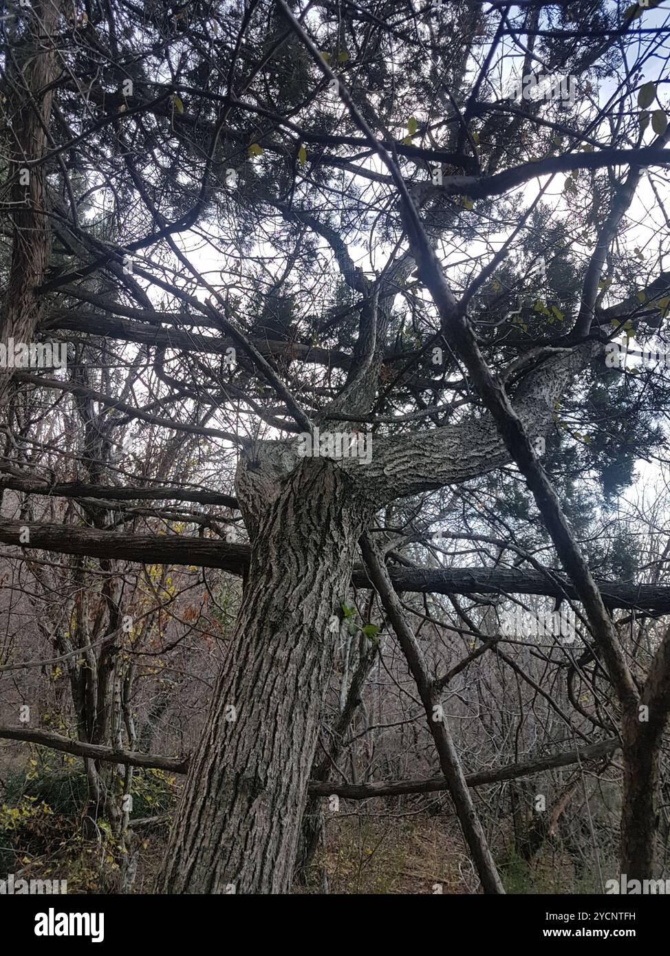 Greek juniper (Juniperus excelsa) Plantae Stock Photo - Alamy