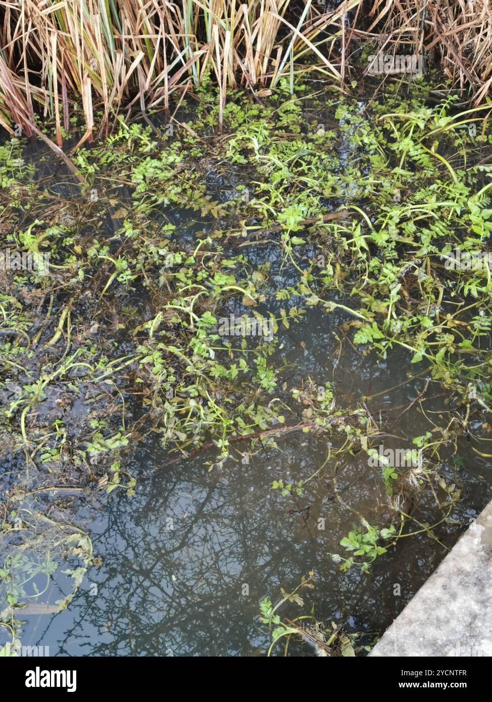 fool's watercress (Apium nodiflorum) Plantae Stock Photo - Alamy