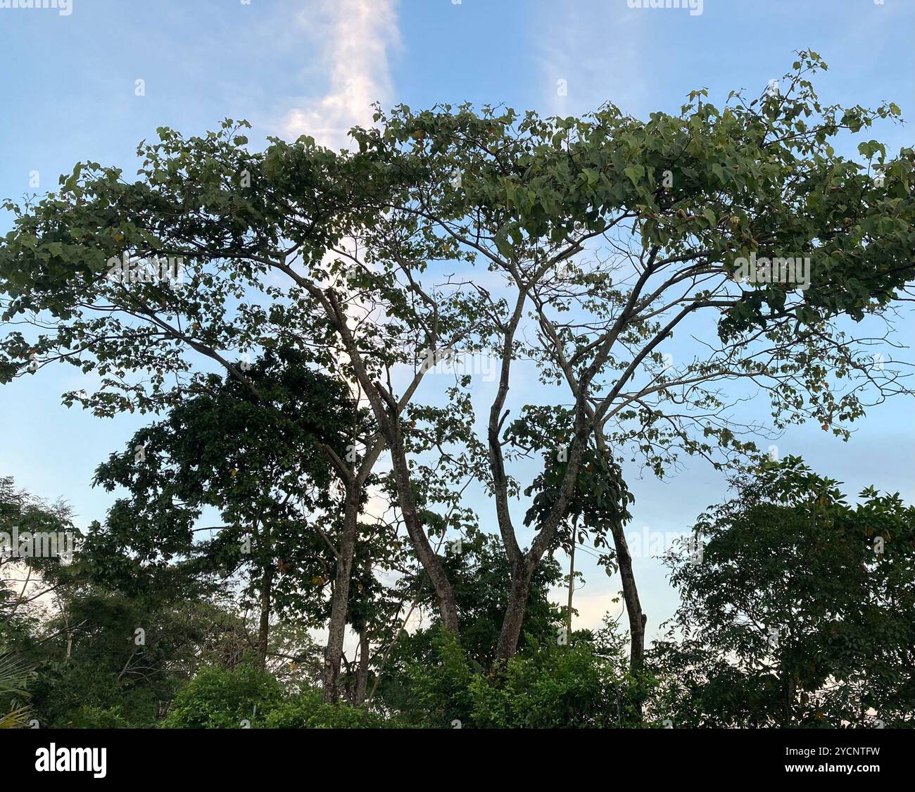 Balsa Tree (Ochroma pyramidale) Plantae Stock Photo - Alamy