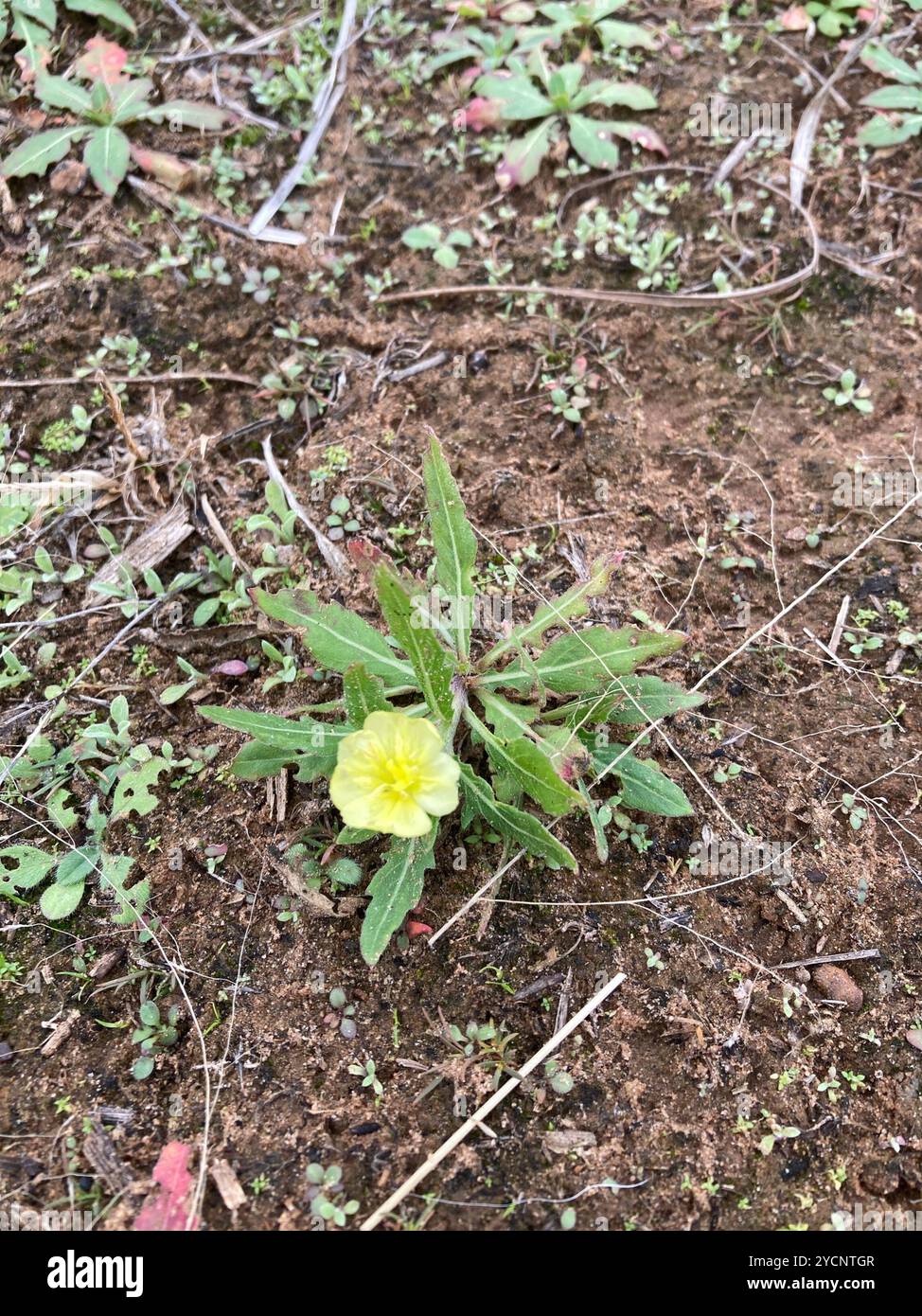 cutleaf evening primrose (Oenothera laciniata) Plantae Stock Photo - Alamy