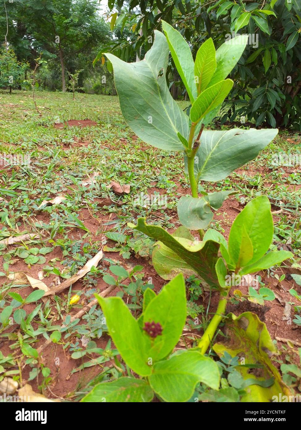 Bellyache bush jatropha gossypiifolia hi-res stock photography and ...