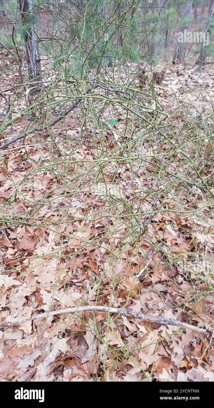 roundleaf greenbrier (Smilax rotundifolia) Plantae Stock Photo - Alamy