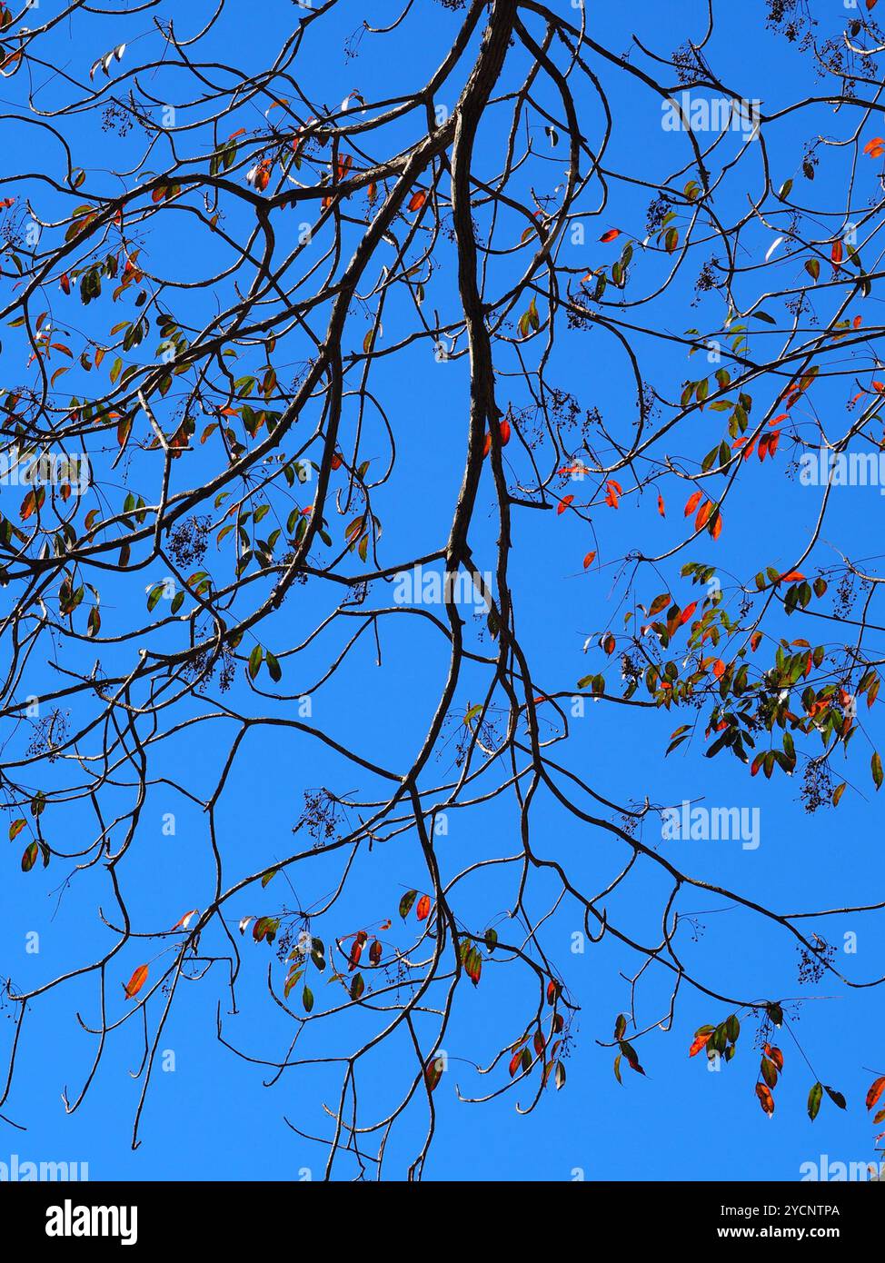 Japanese wax tree (Toxicodendron succedaneum) Plantae Stock Photo - Alamy