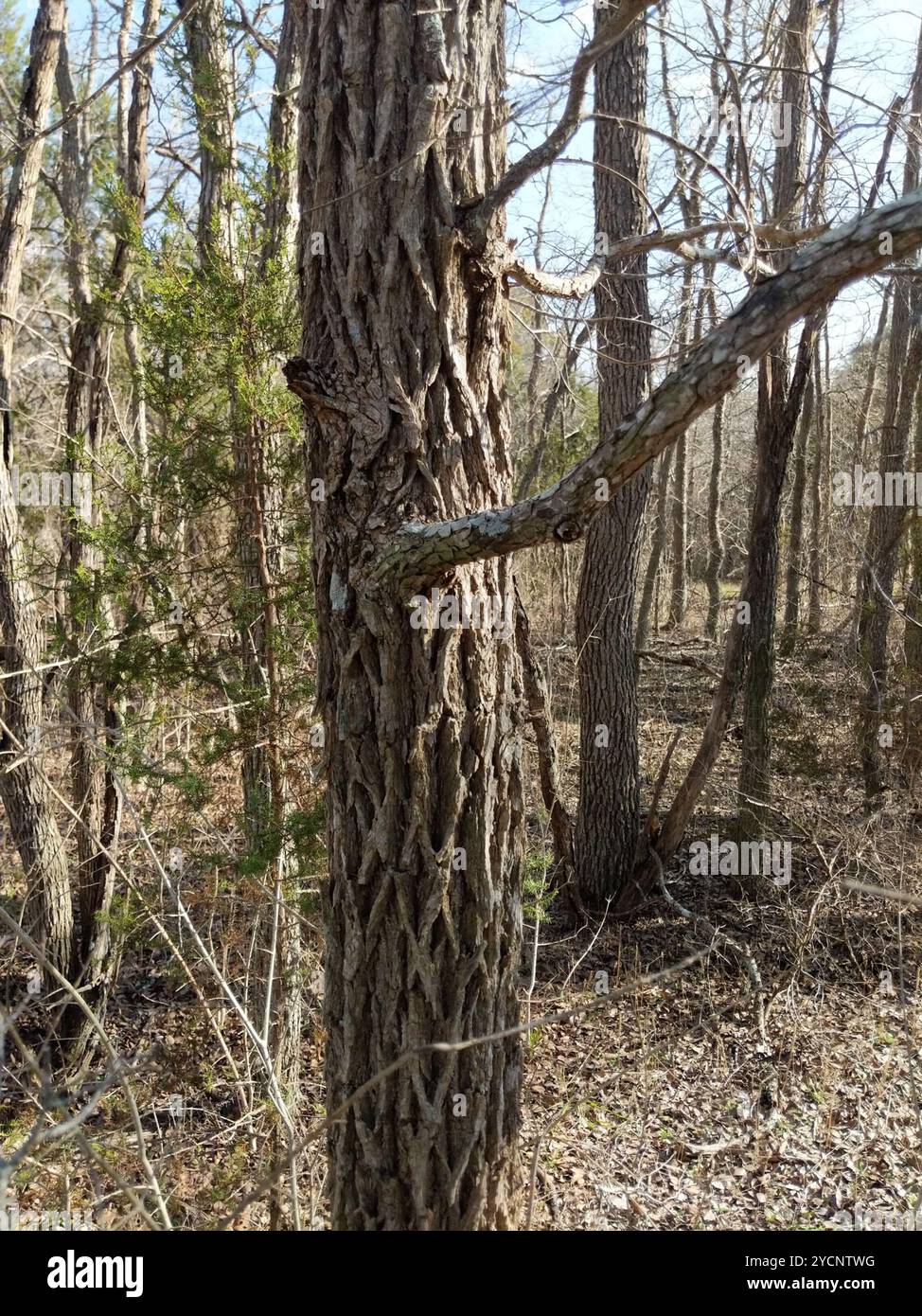 Cedar Elm (Ulmus crassifolia) Plantae Stock Photo - Alamy