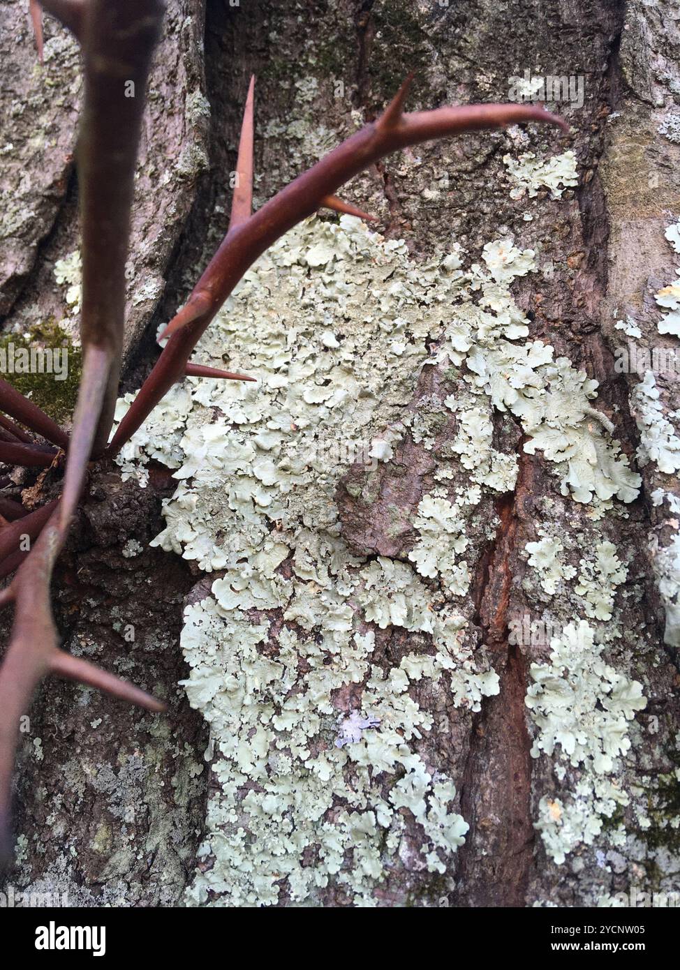 common greenshield lichen (Flavoparmelia caperata) Fungi Stock Photo ...