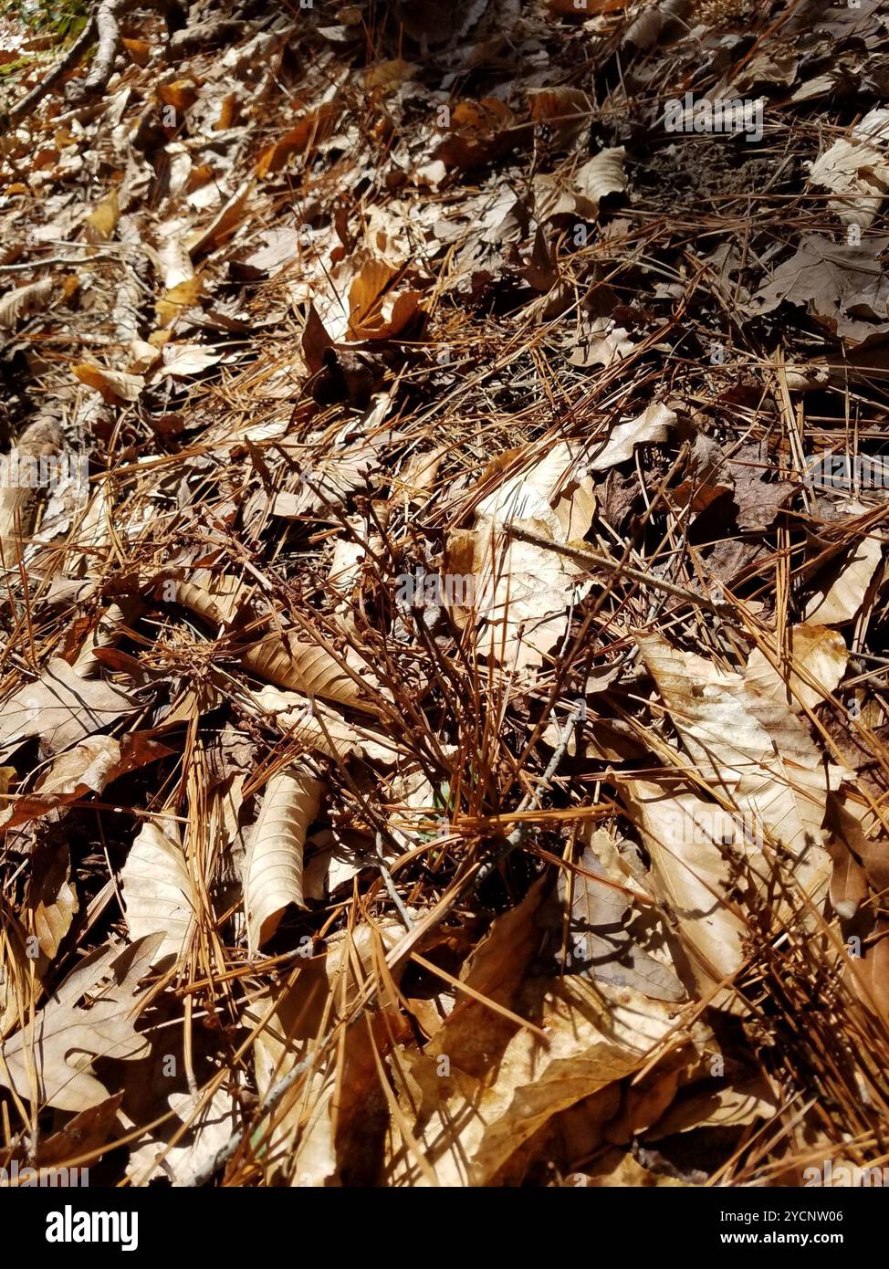 Beechdrops (Epifagus virginiana) Plantae Stock Photo - Alamy