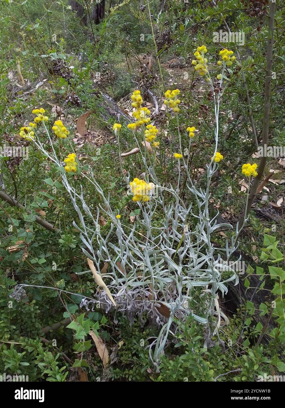Common Everlasting (Chrysocephalum apiculatum) Plantae Stock Photo - Alamy