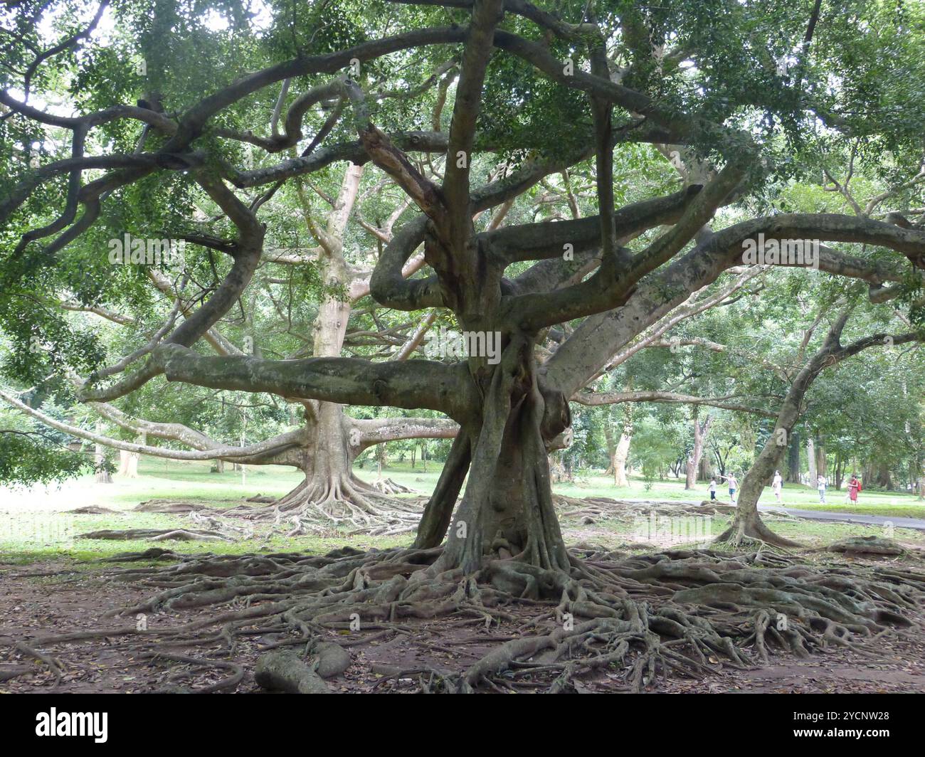 Chinese banyan (Ficus microcarpa) Plantae Stock Photo - Alamy