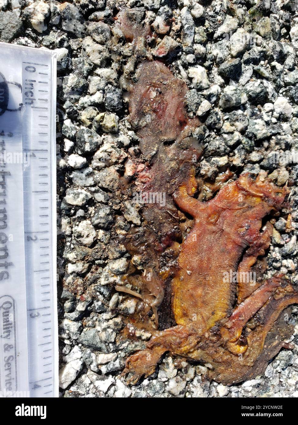 Pacific Newts (Taricha) Amphibia Stock Photo - Alamy