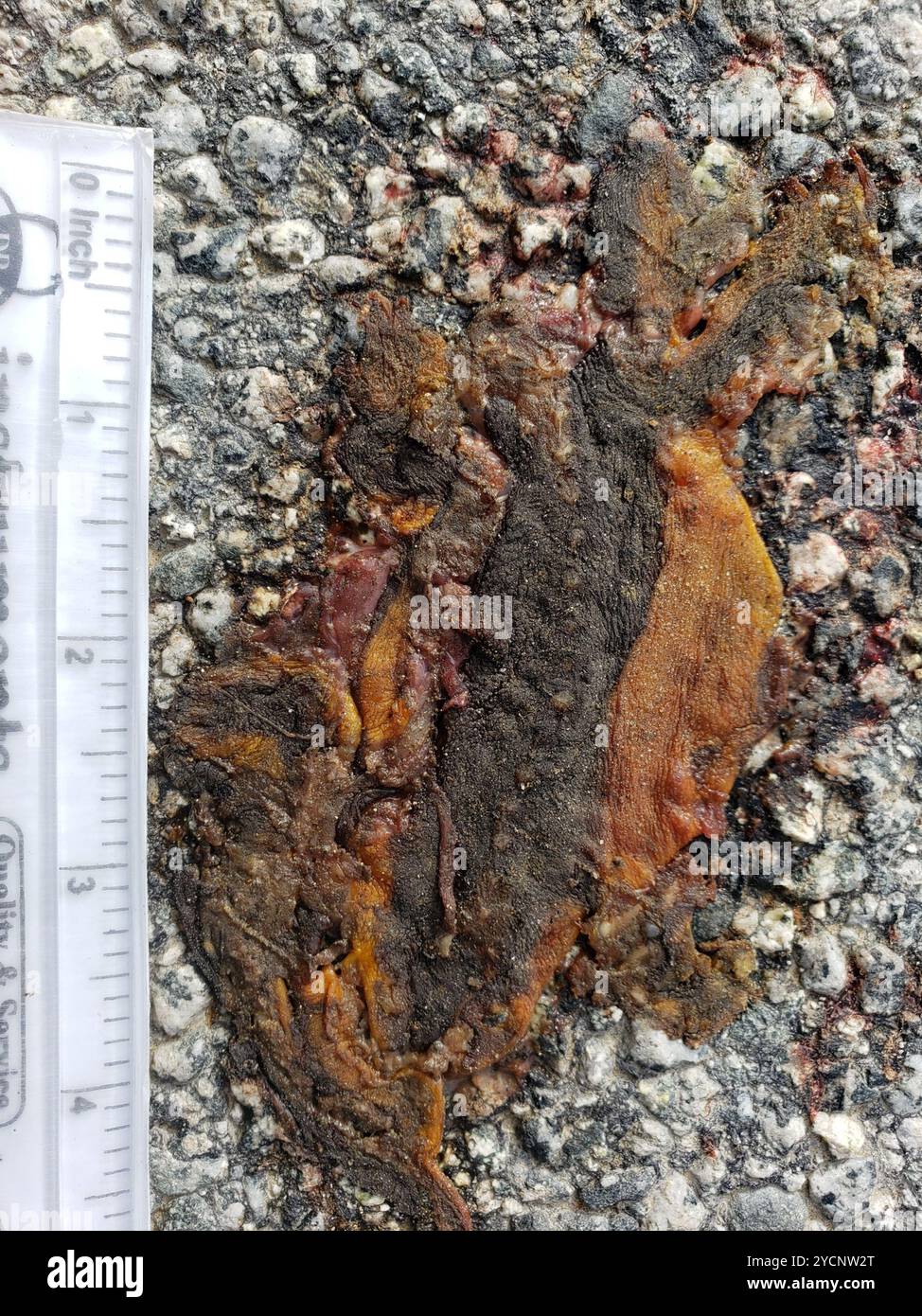 Pacific Newts (Taricha) Amphibia Stock Photo - Alamy