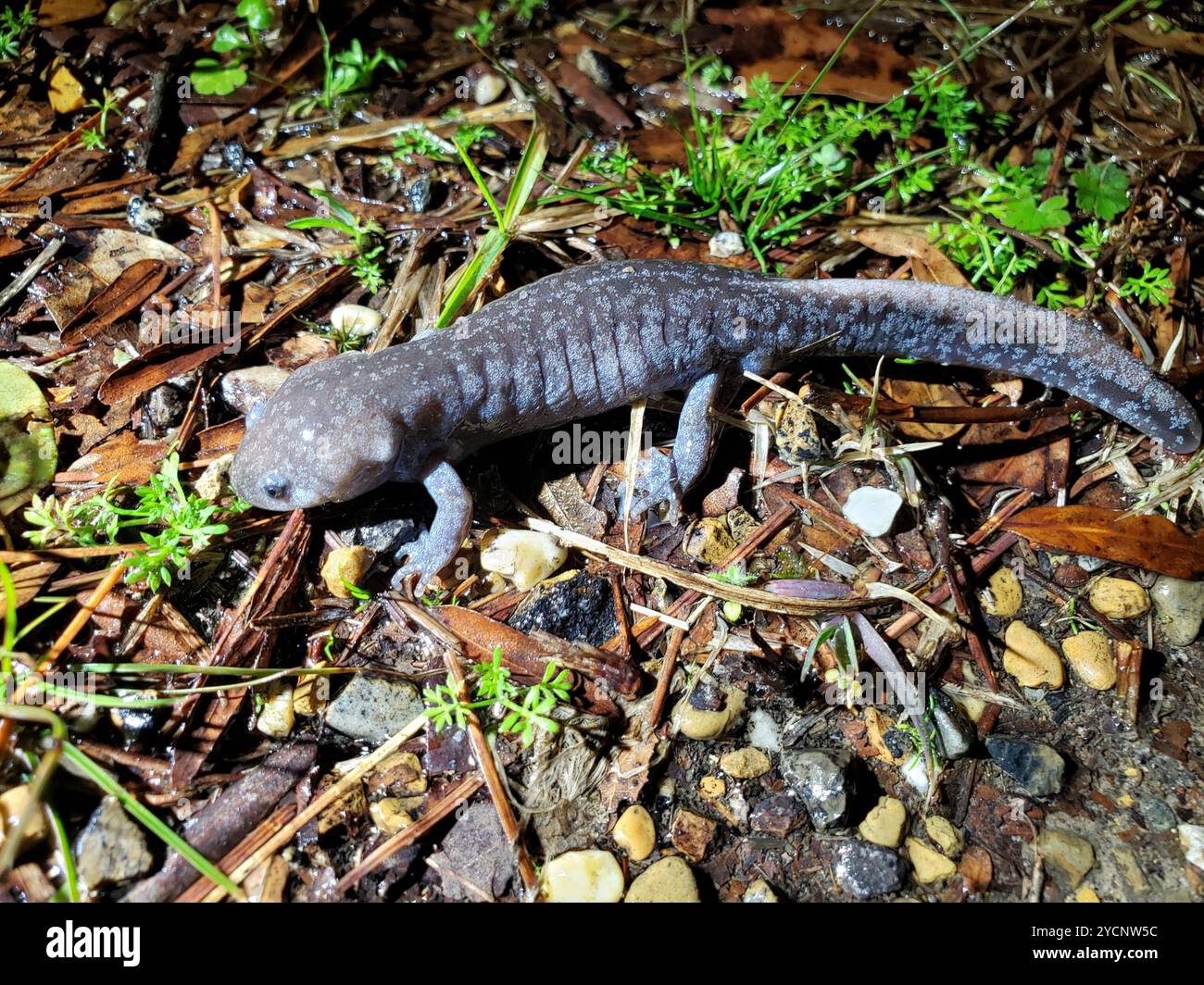 Mole Salamander (Ambystoma talpoideum) Amphibia Stock Photo - Alamy