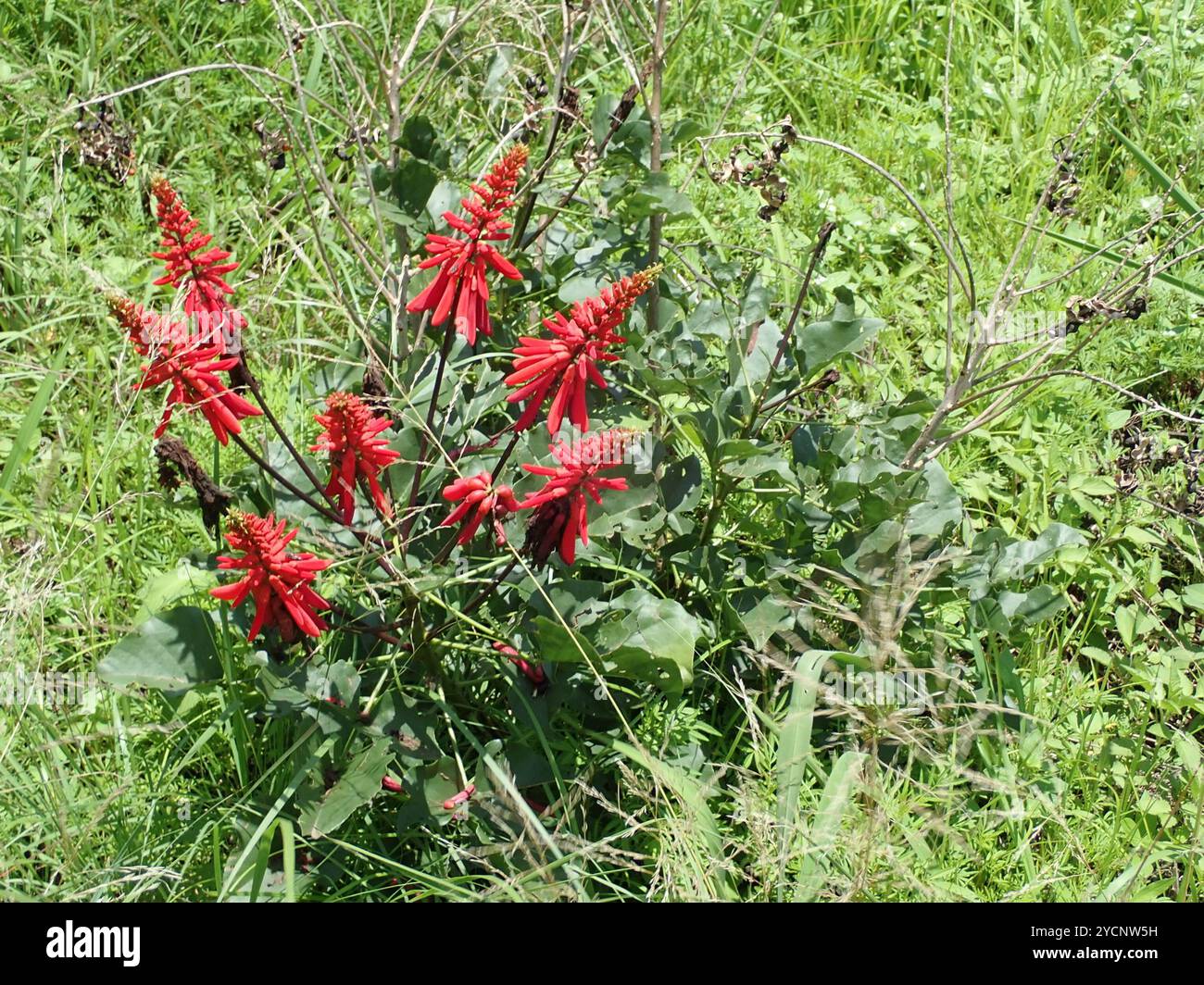 Dwarf Coral Tree (Erythrina humeana) Plantae Stock Photo - Alamy