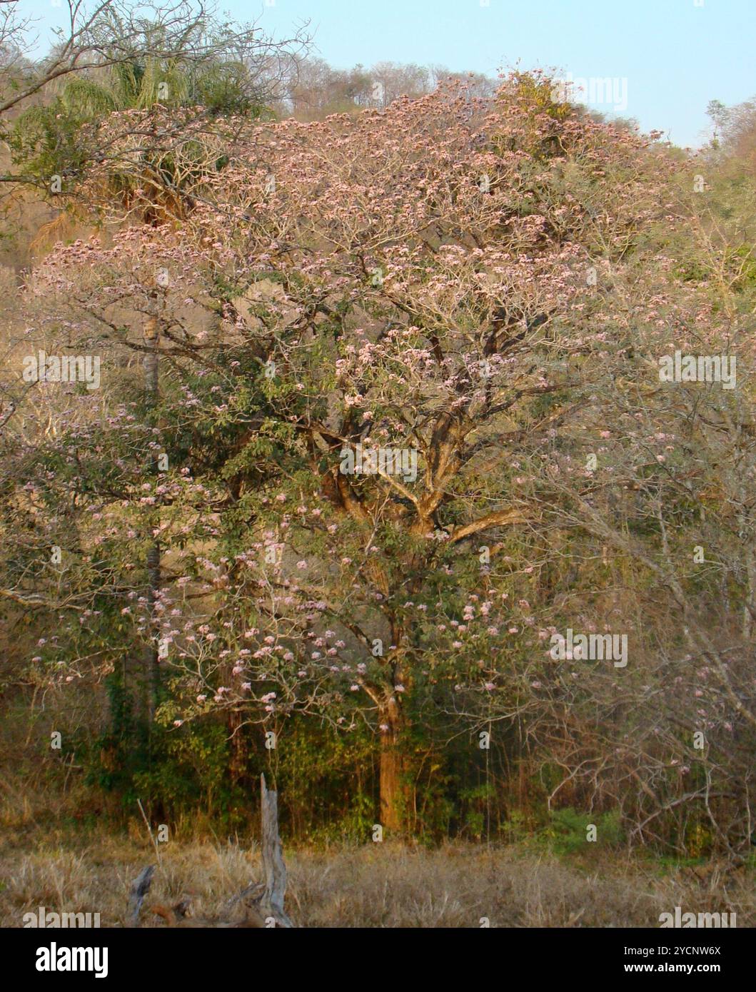 Pink poui (Tabebuia rosea) Plantae Stock Photo - Alamy