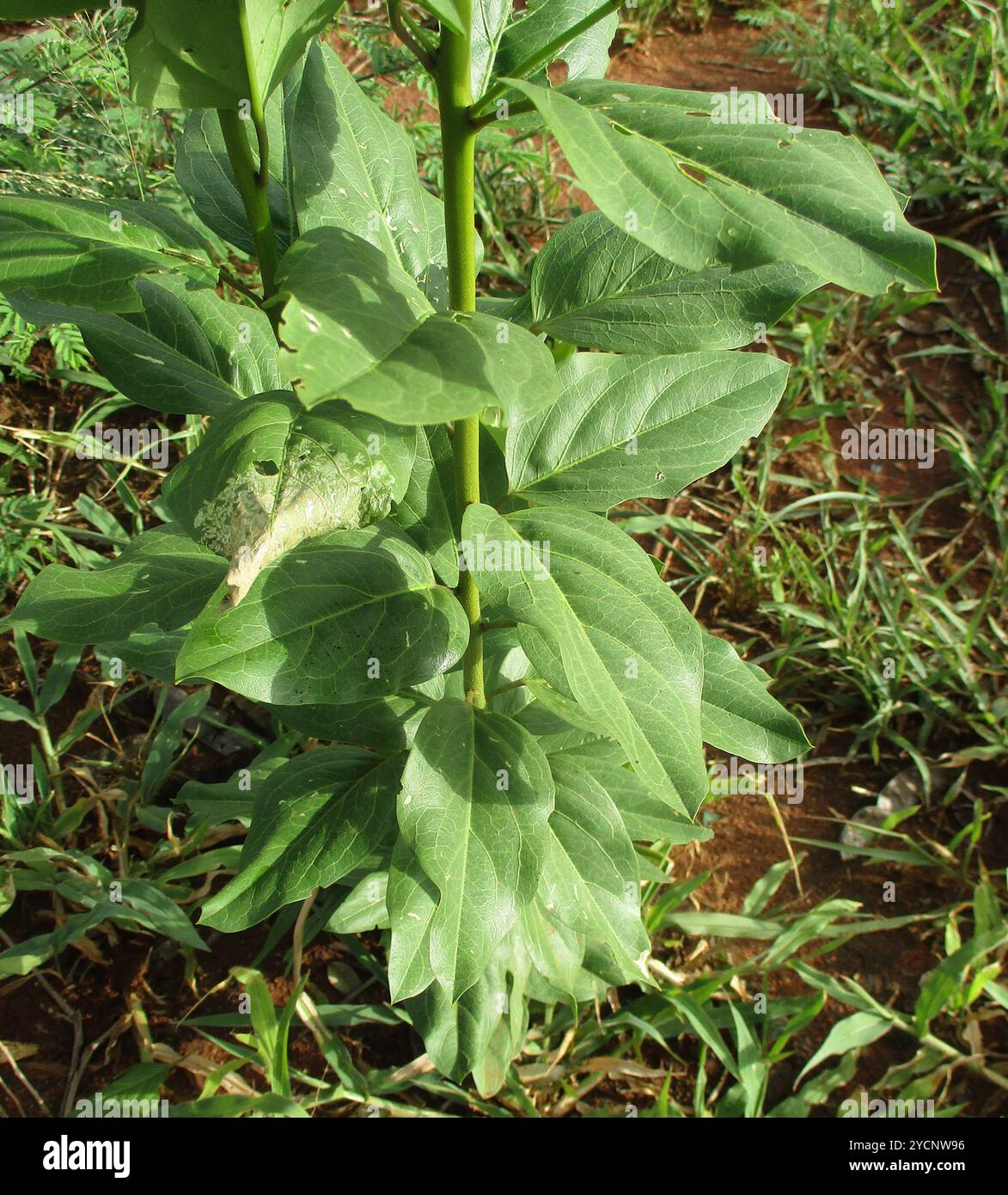 flowering plants (Angiospermae) Plantae Stock Photo - Alamy