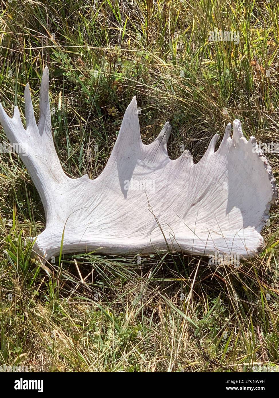 Shiras Moose (Alces alces shirasi) Mammalia Stock Photo - Alamy