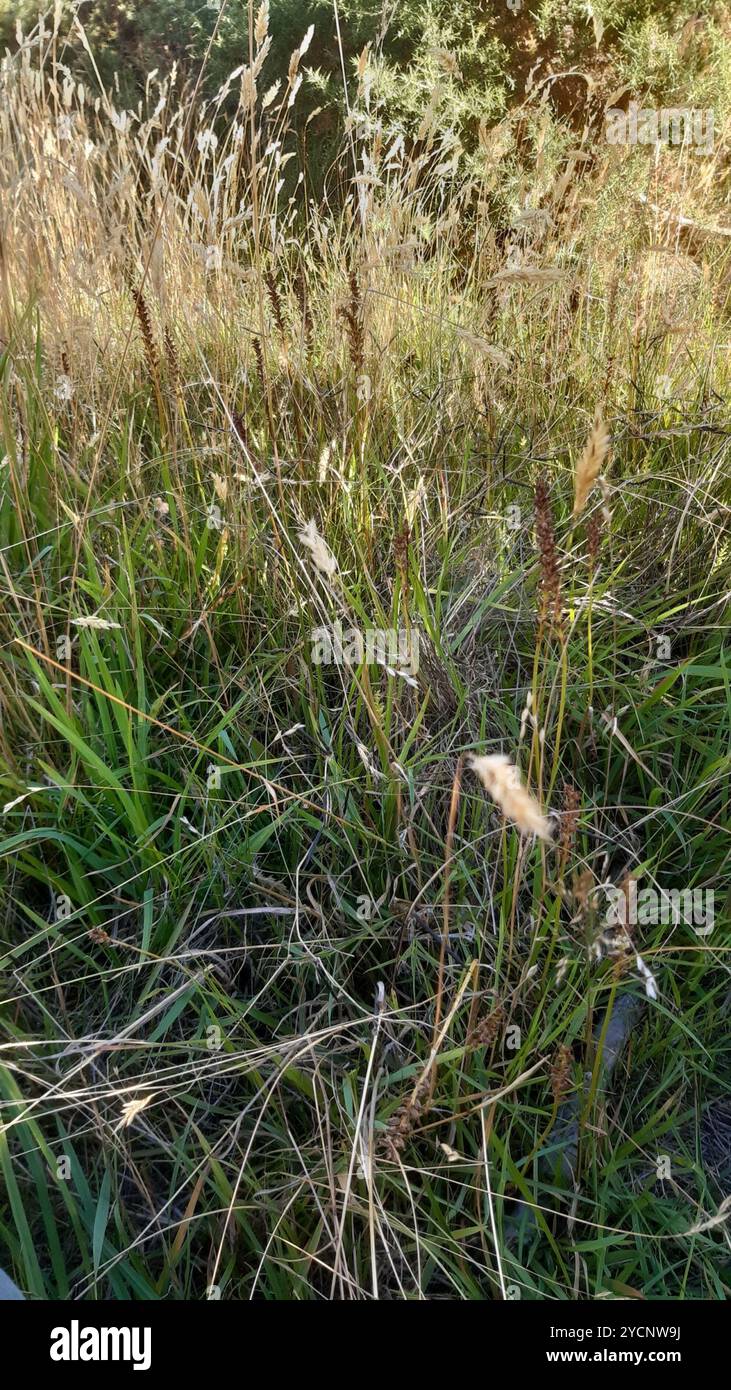 common onion-orchid (Microtis unifolia) Plantae Stock Photo - Alamy