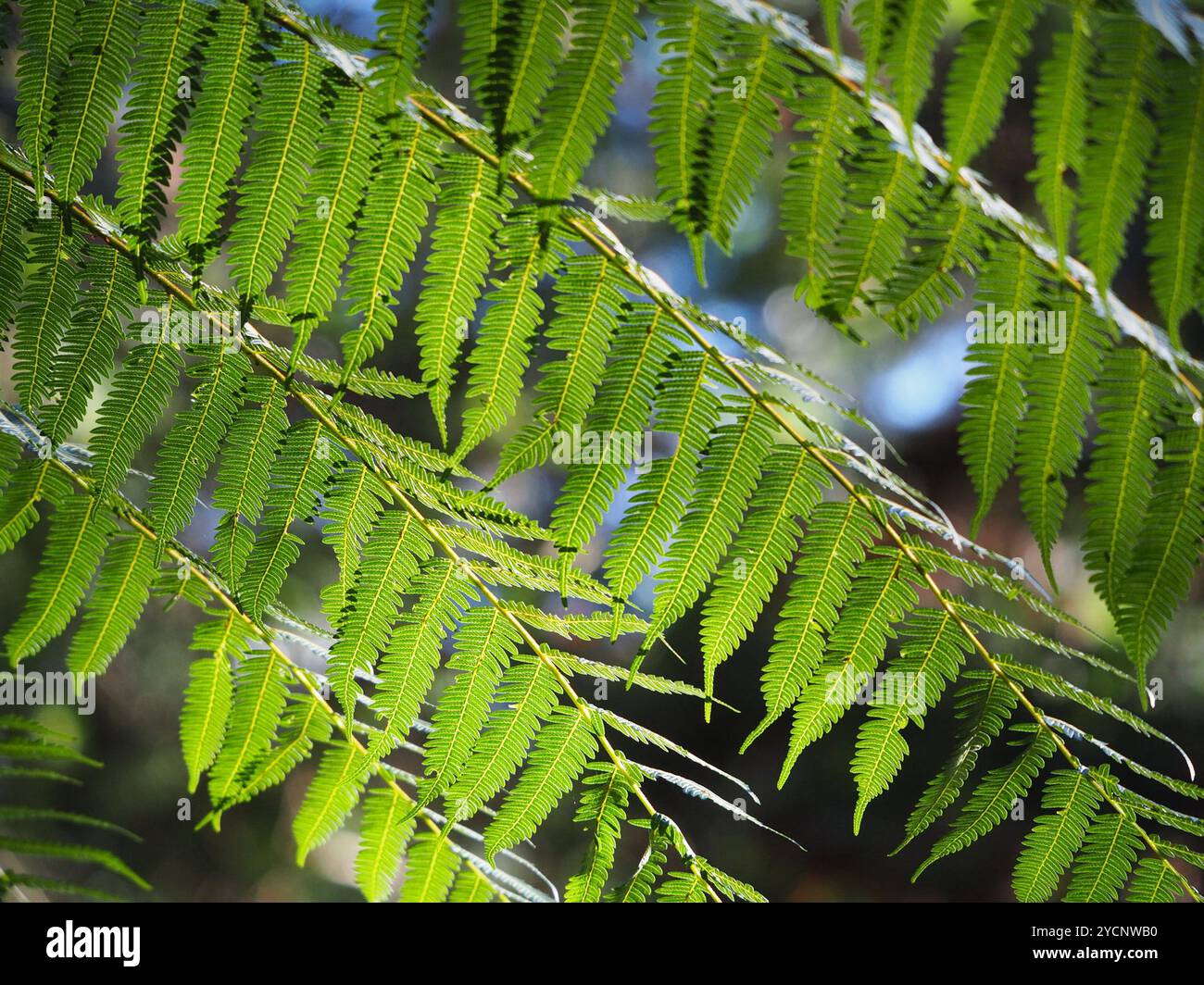 Spiny Tree Fern (Alsophila spinulosa) Plantae Stock Photo - Alamy