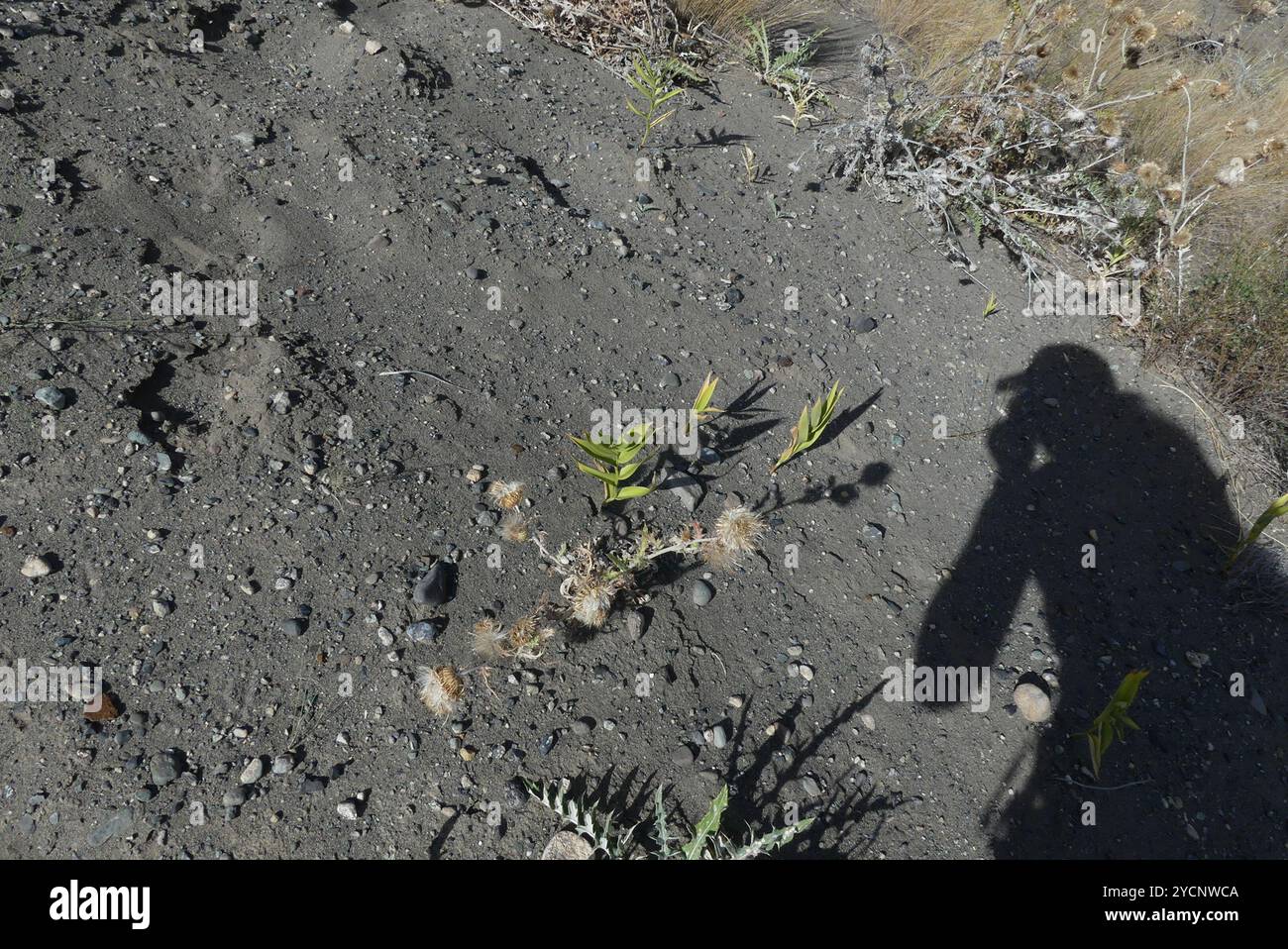 monocots (Liliopsida) Plantae Stock Photo - Alamy