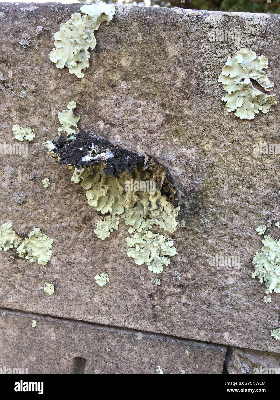 typical shield lichens (Parmelioideae) Fungi Stock Photo - Alamy
