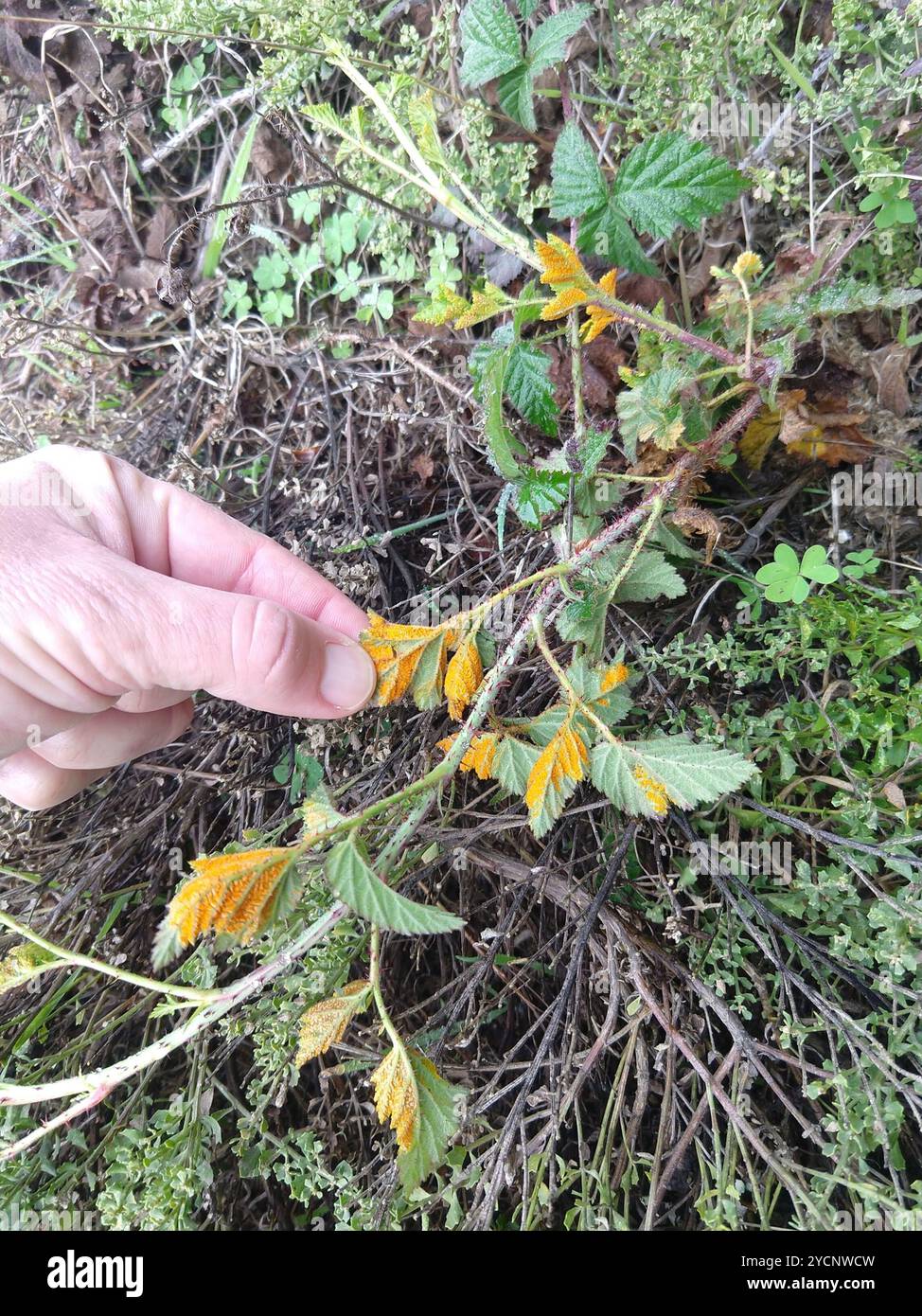 rust fungi (Pucciniales) Fungi Stock Photo - Alamy