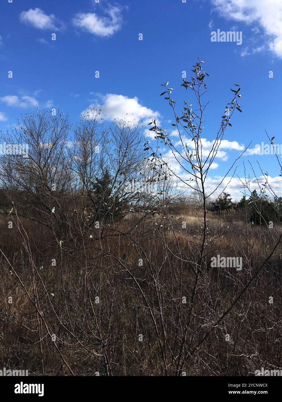 shining sumac (Rhus copallinum) Plantae Stock Photo - Alamy