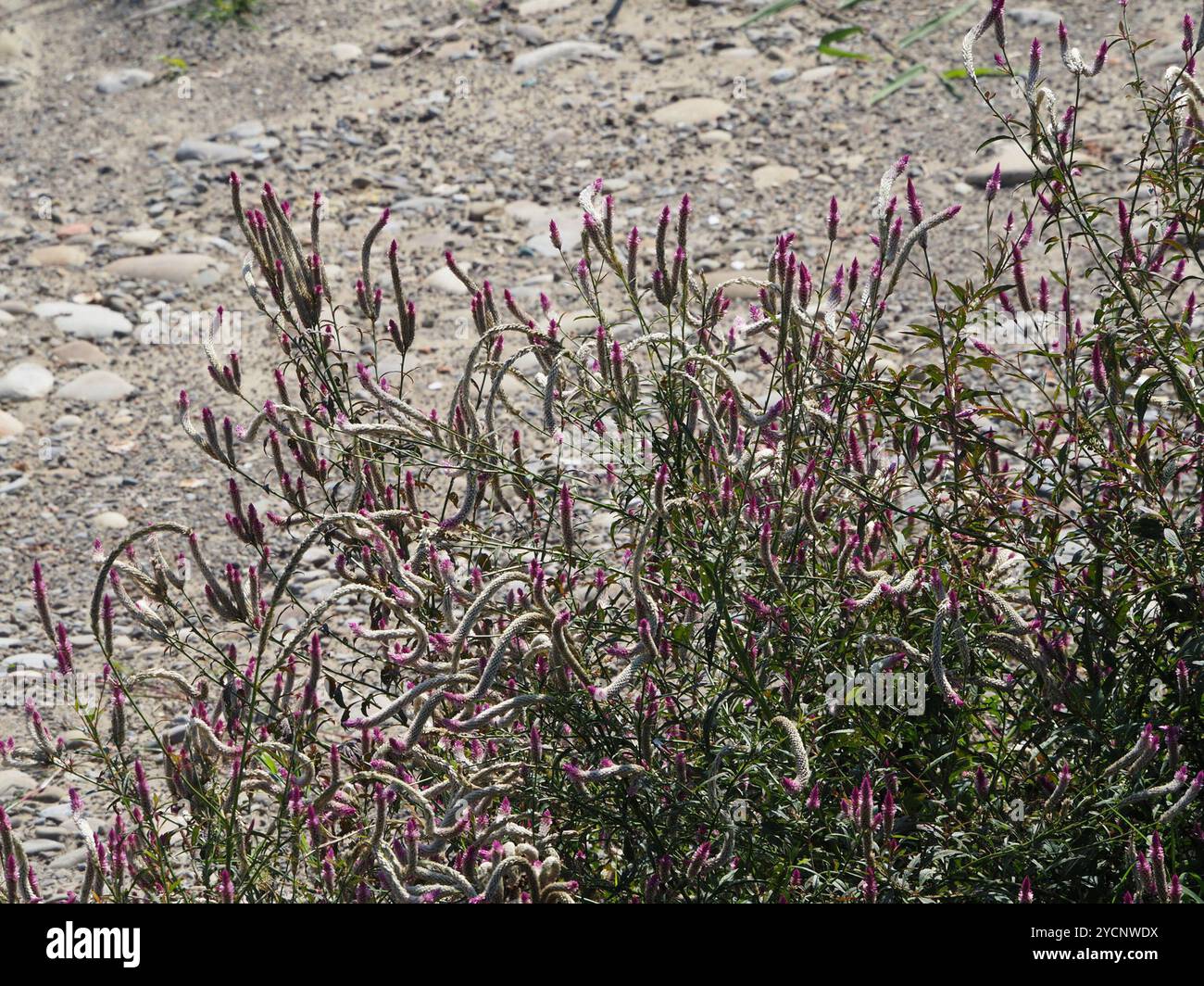 Quail Grass (Celosia argentea) Plantae Stock Photo - Alamy