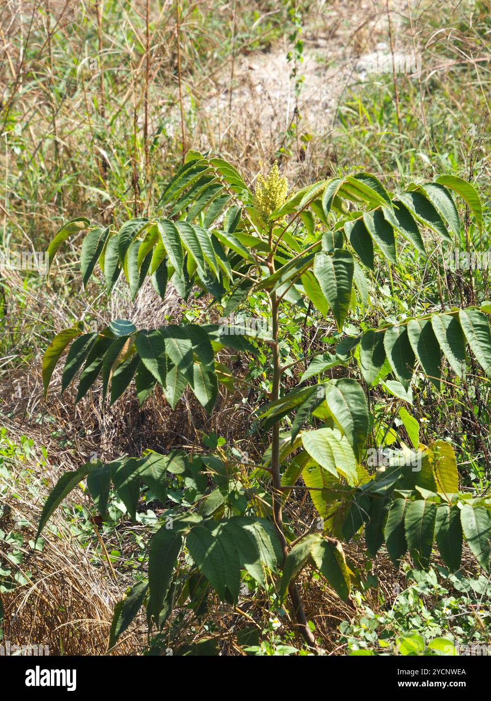 (Rhus chinensis roxburghii) Plantae Stock Photo - Alamy