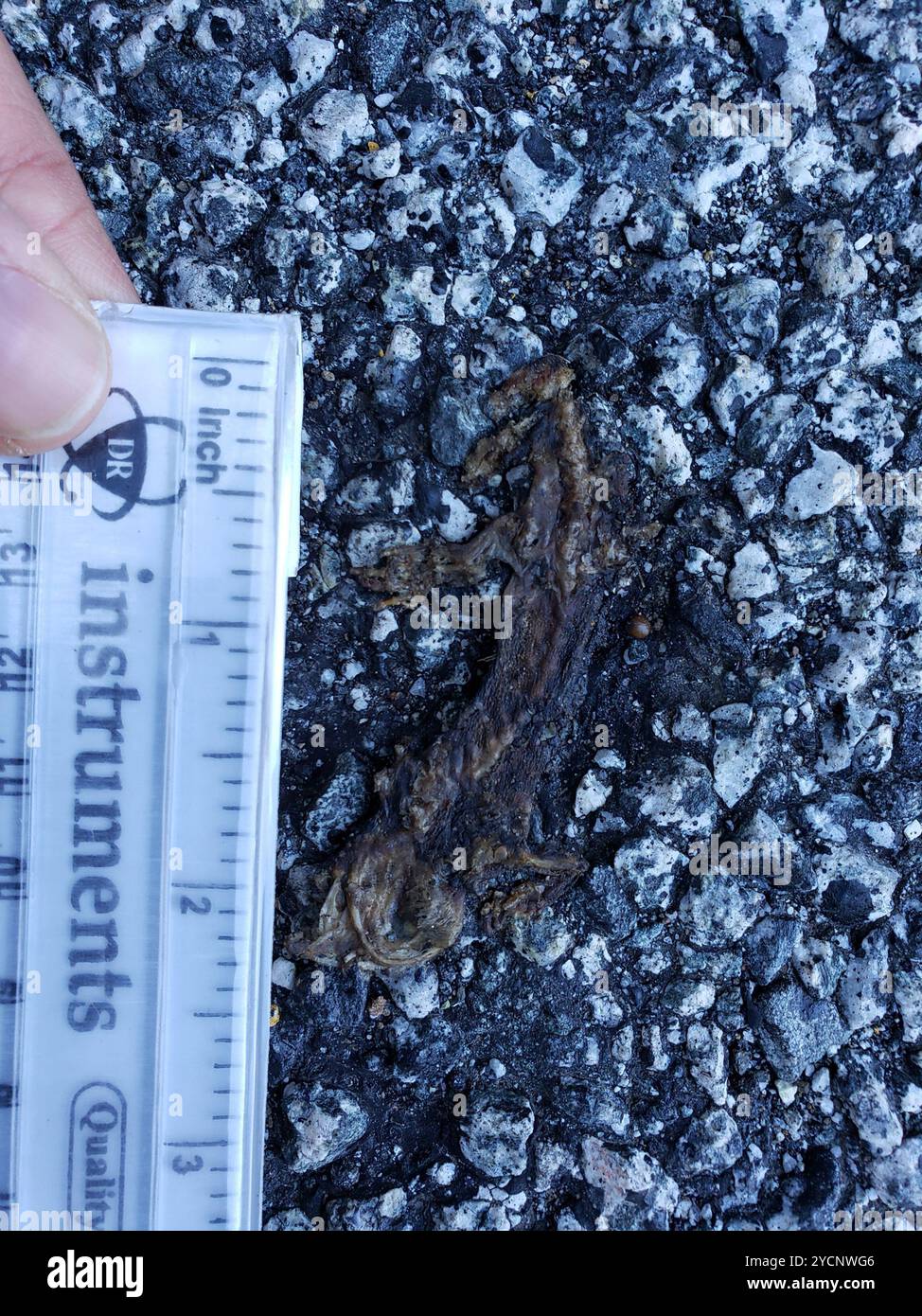 Pacific Newts (Taricha) Amphibia Stock Photo - Alamy