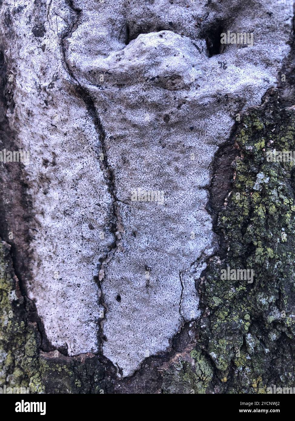 hypoxylon canker (Biscogniauxia atropunctata) Fungi Stock Photo - Alamy