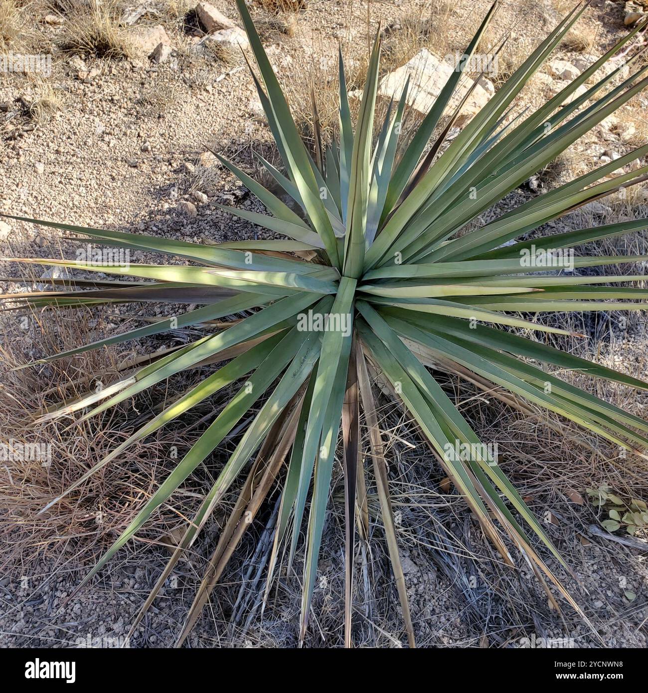 mountain yucca (Yucca madrensis) Plantae Stock Photo - Alamy
