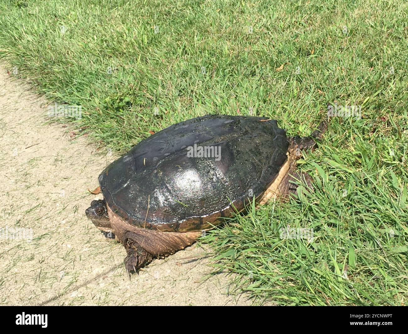 Common Snapping Turtle (Chelydra serpentina) Reptilia Stock Photo - Alamy