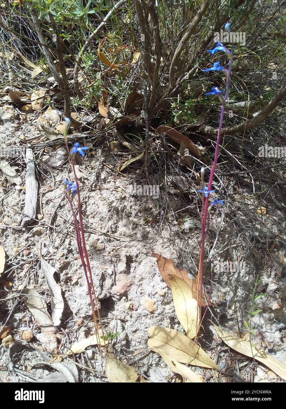 tall lobelia (Lobelia gibbosa) Plantae Stock Photo - Alamy