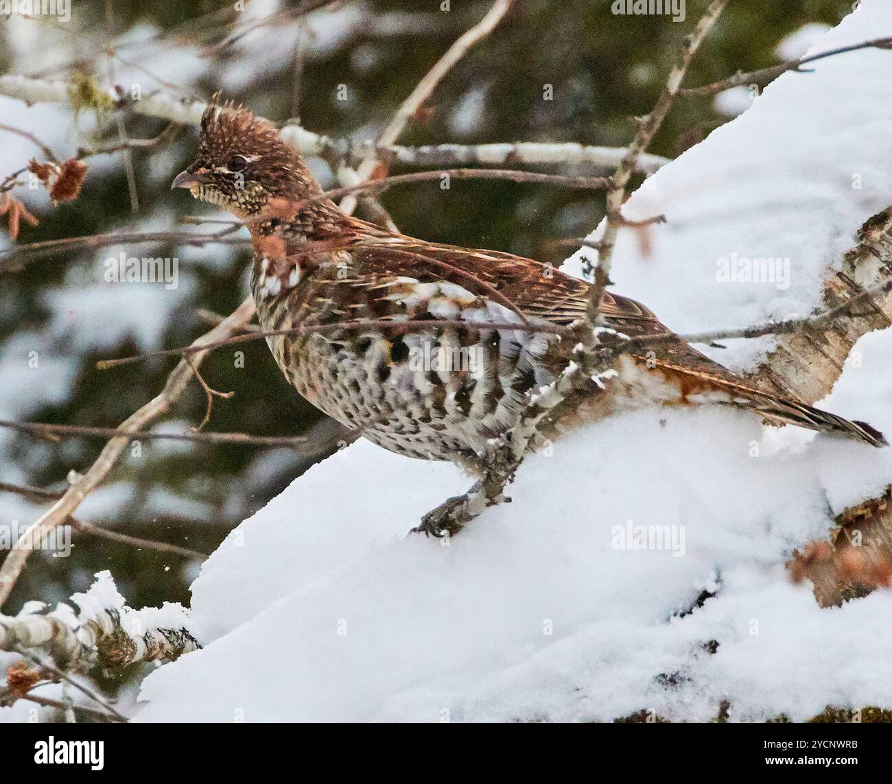Ruffed Grouse (Bonasa umbellus) Aves Stock Photo - Alamy