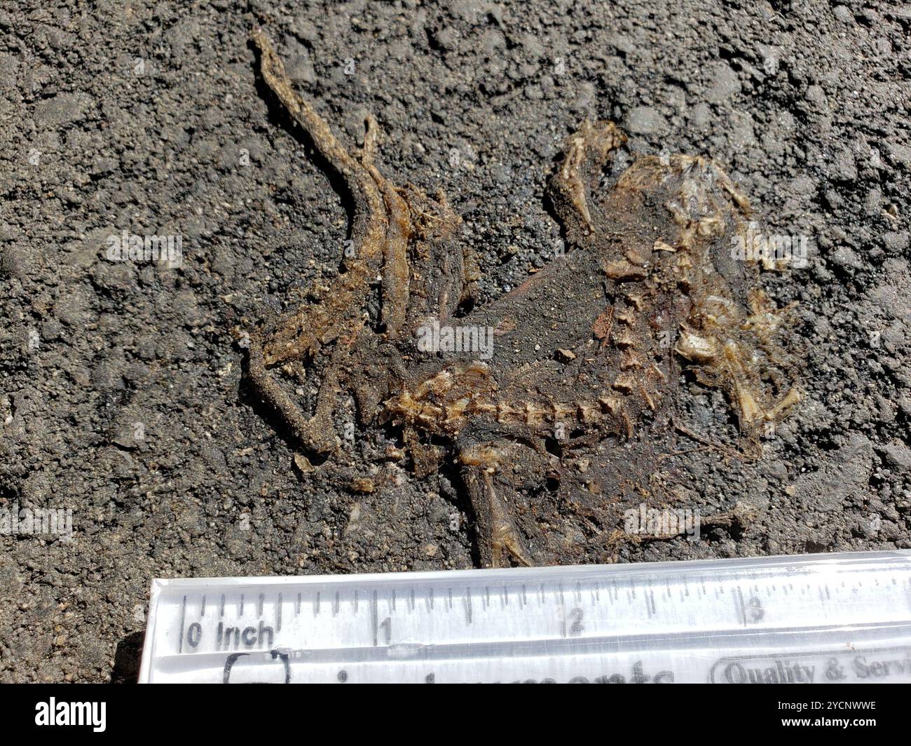 Pacific Newts (Taricha) Amphibia Stock Photo - Alamy