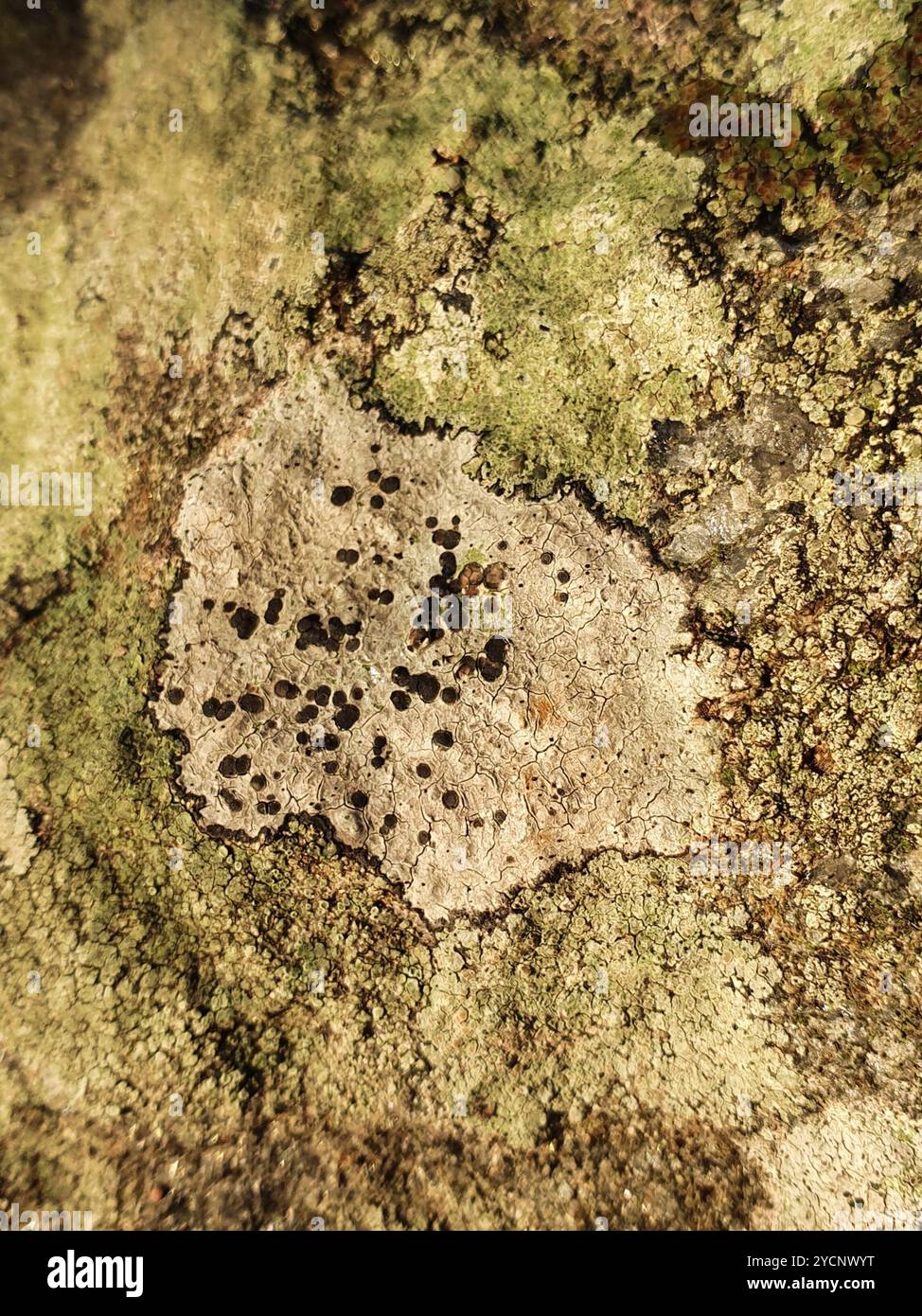 common lichens (Lecanoromycetes) Fungi Stock Photo - Alamy