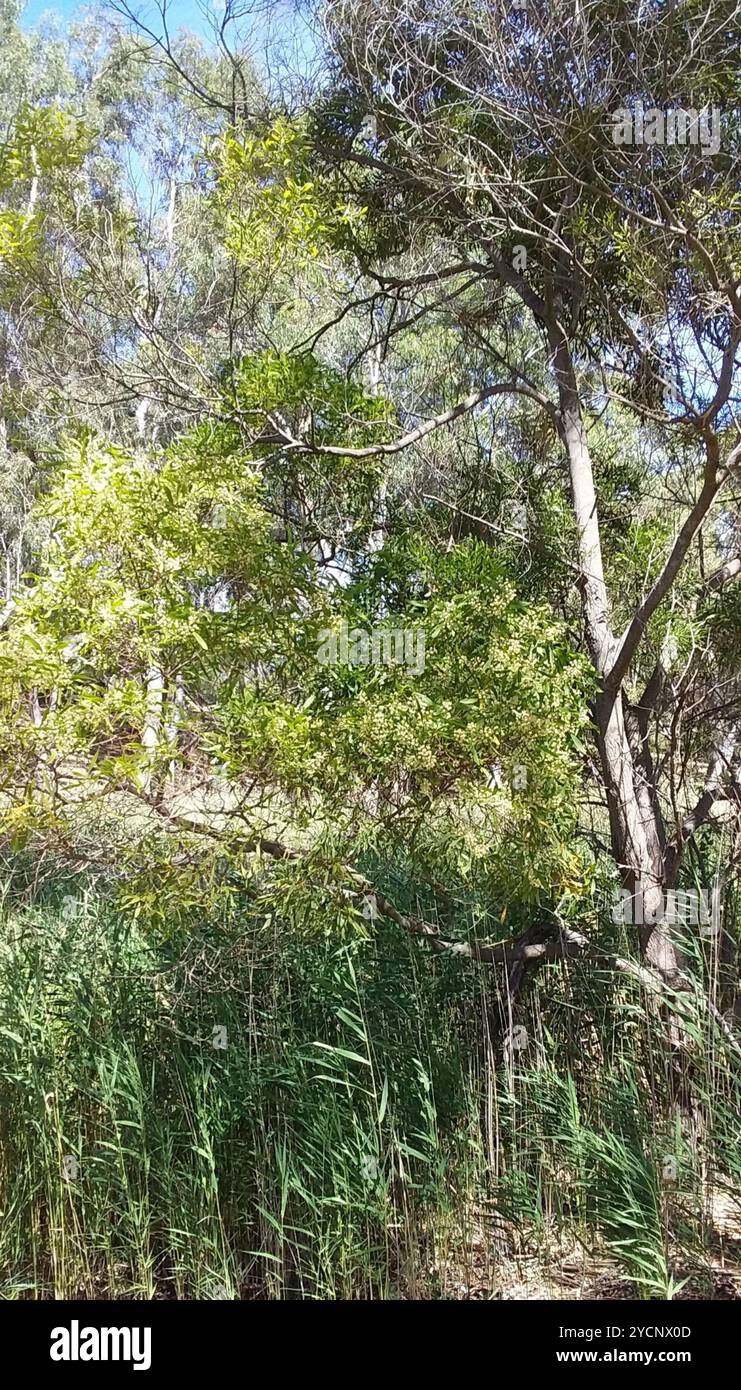 blackwood (Acacia melanoxylon) Plantae Stock Photo - Alamy